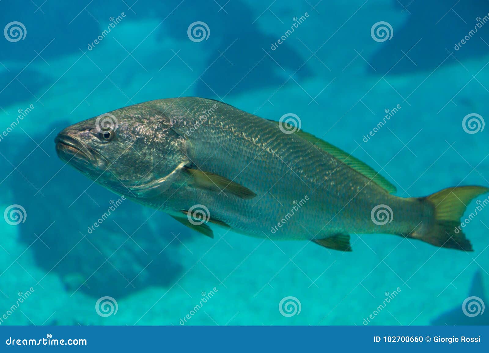 Fish Inside Blue Aquarium Tank Stock Photo - Image of aquatic, nature ...