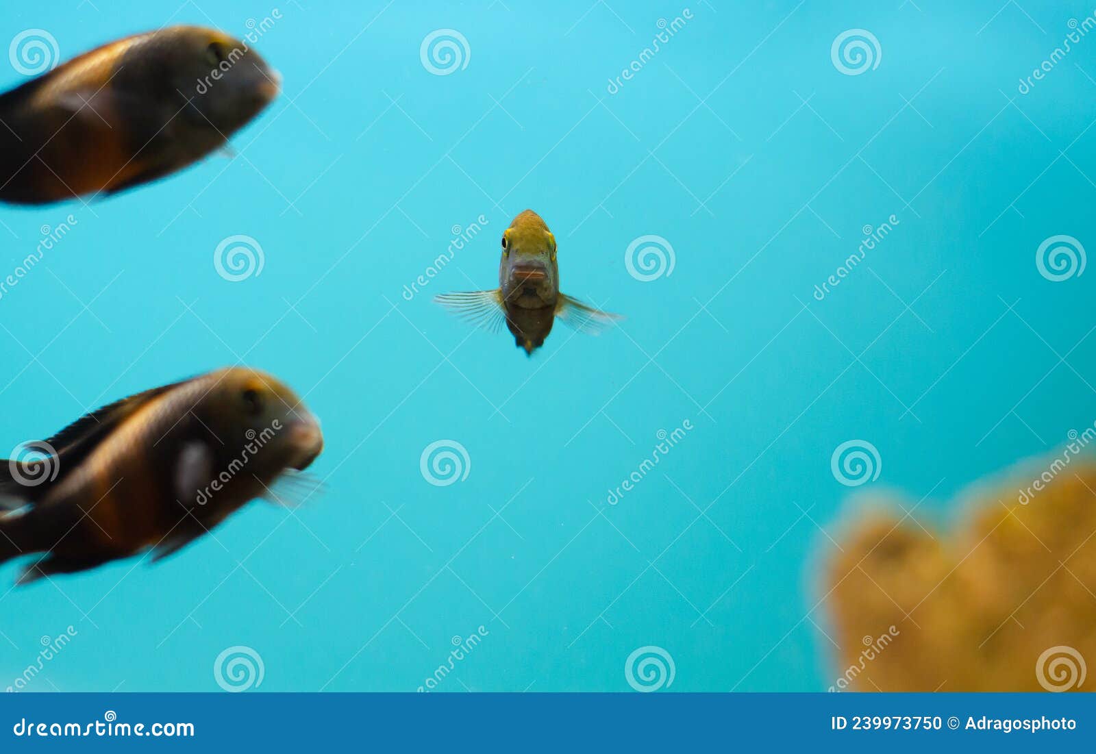 Fish Inside a Home Aquarium. Blue Water and Beautiful Color Stock Photo ...