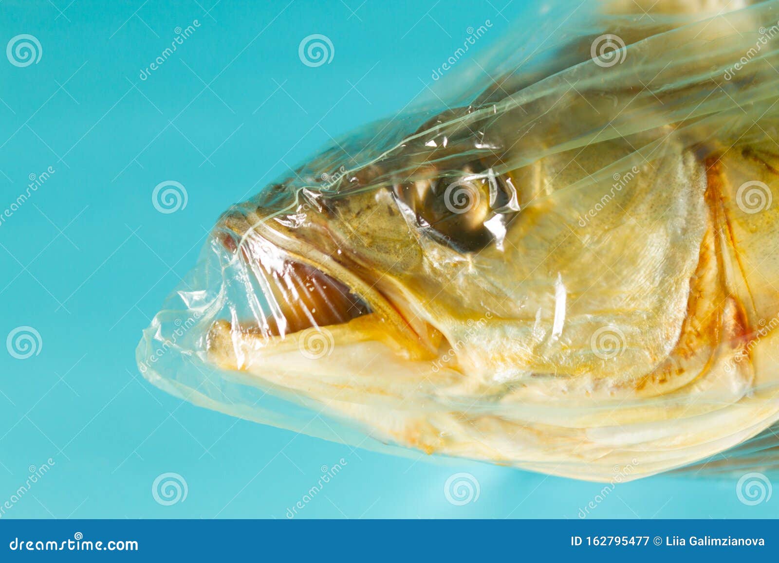 Fish inside plastic bag stock image. Image of plastic - 162795477