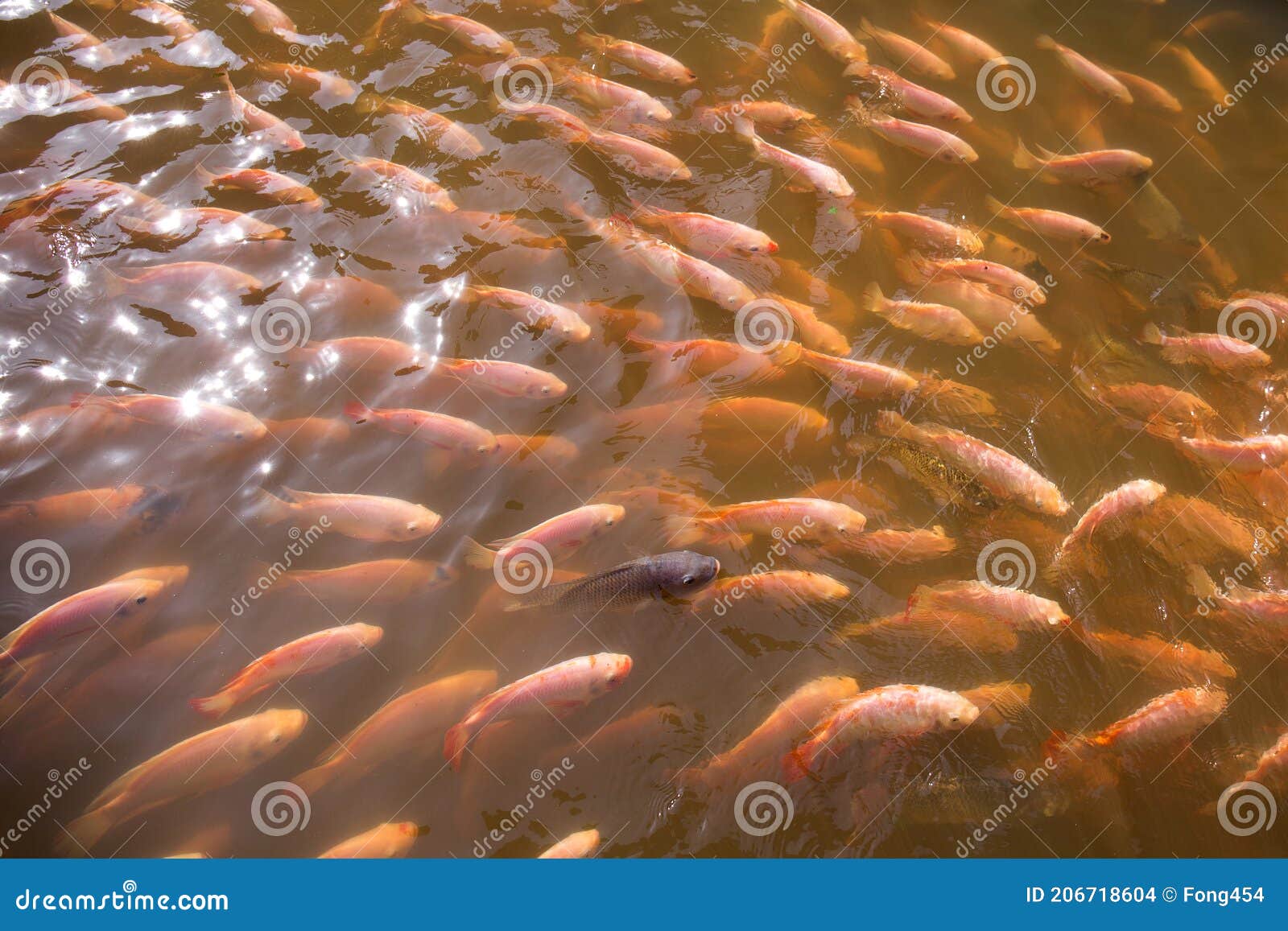 Koi Fish Inside the Pond. Group of Fish in Side the Pond Stock Photo ...