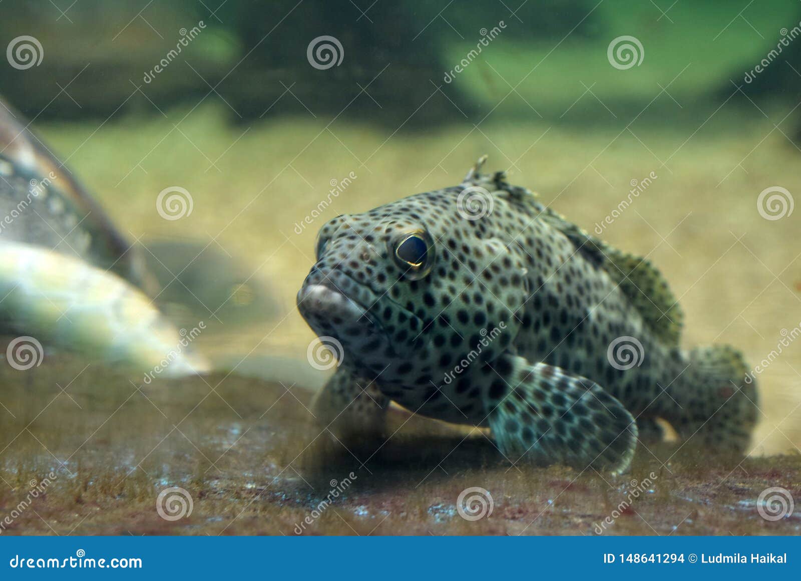 Fish inside the tank stock photo. Image of beautiful - 148641294