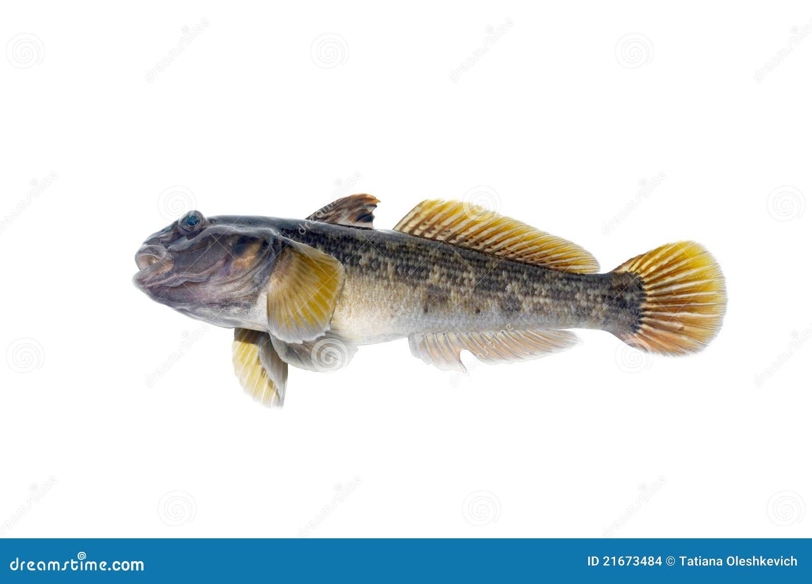 Fish isolate stock photo. Image of mouth, closeup, gear - 21673484