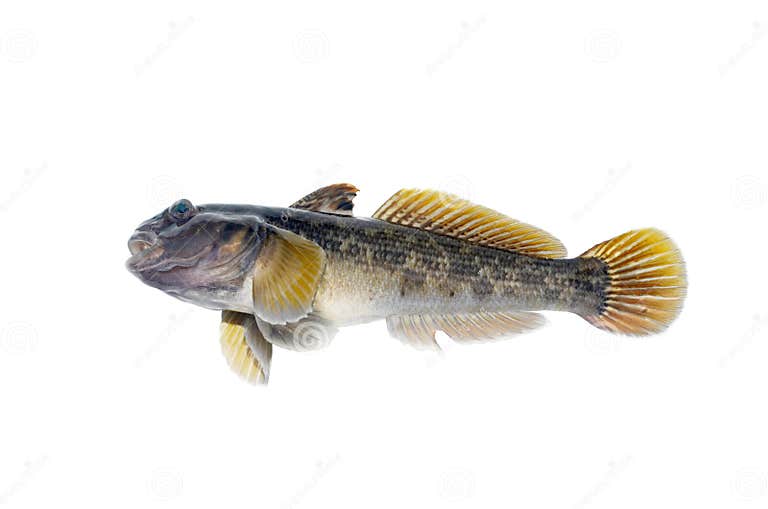 Fish isolate stock photo. Image of mouth, closeup, gear - 21673484