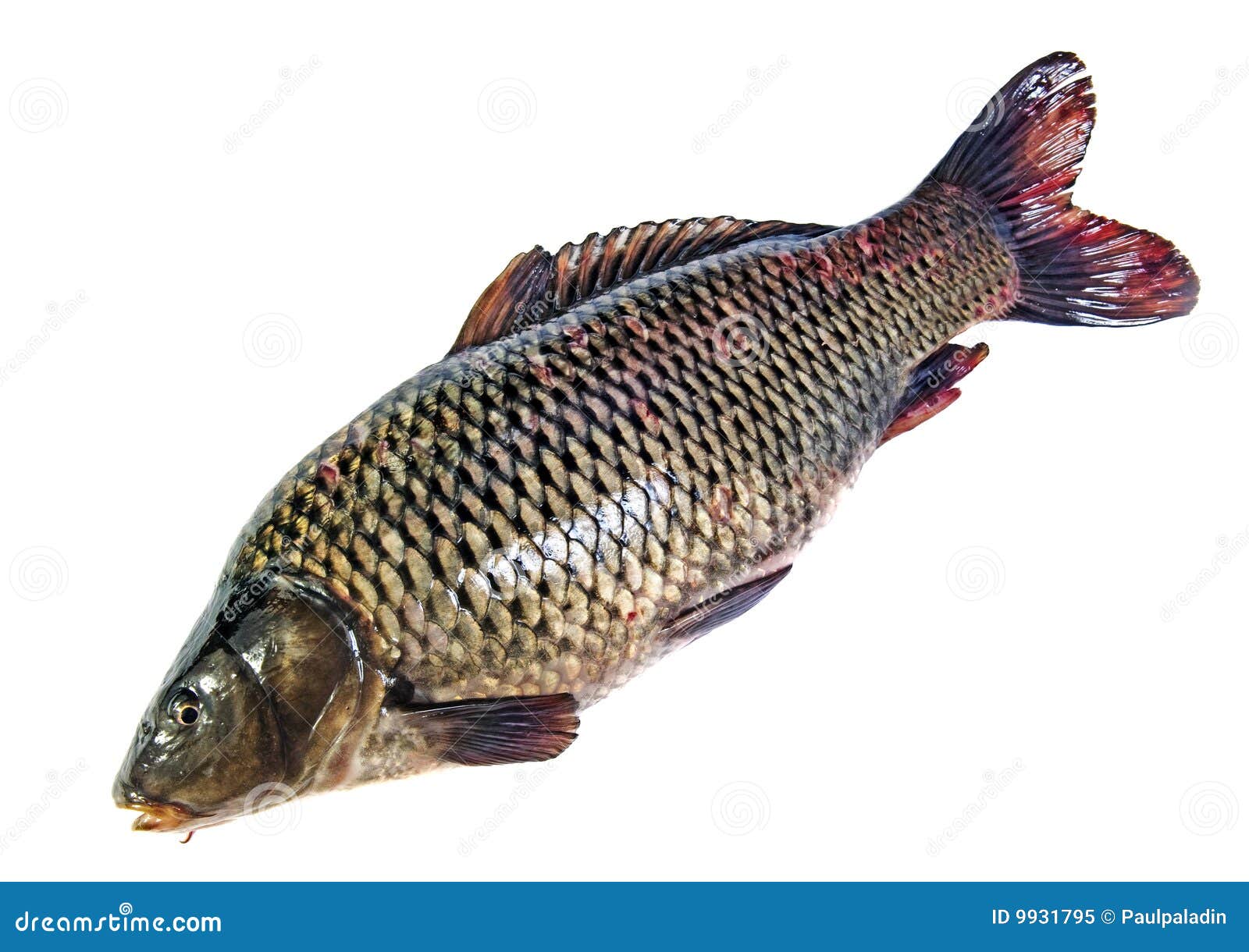 Fish isolated stock image. Image of delicious, trout, salmon - 9931795