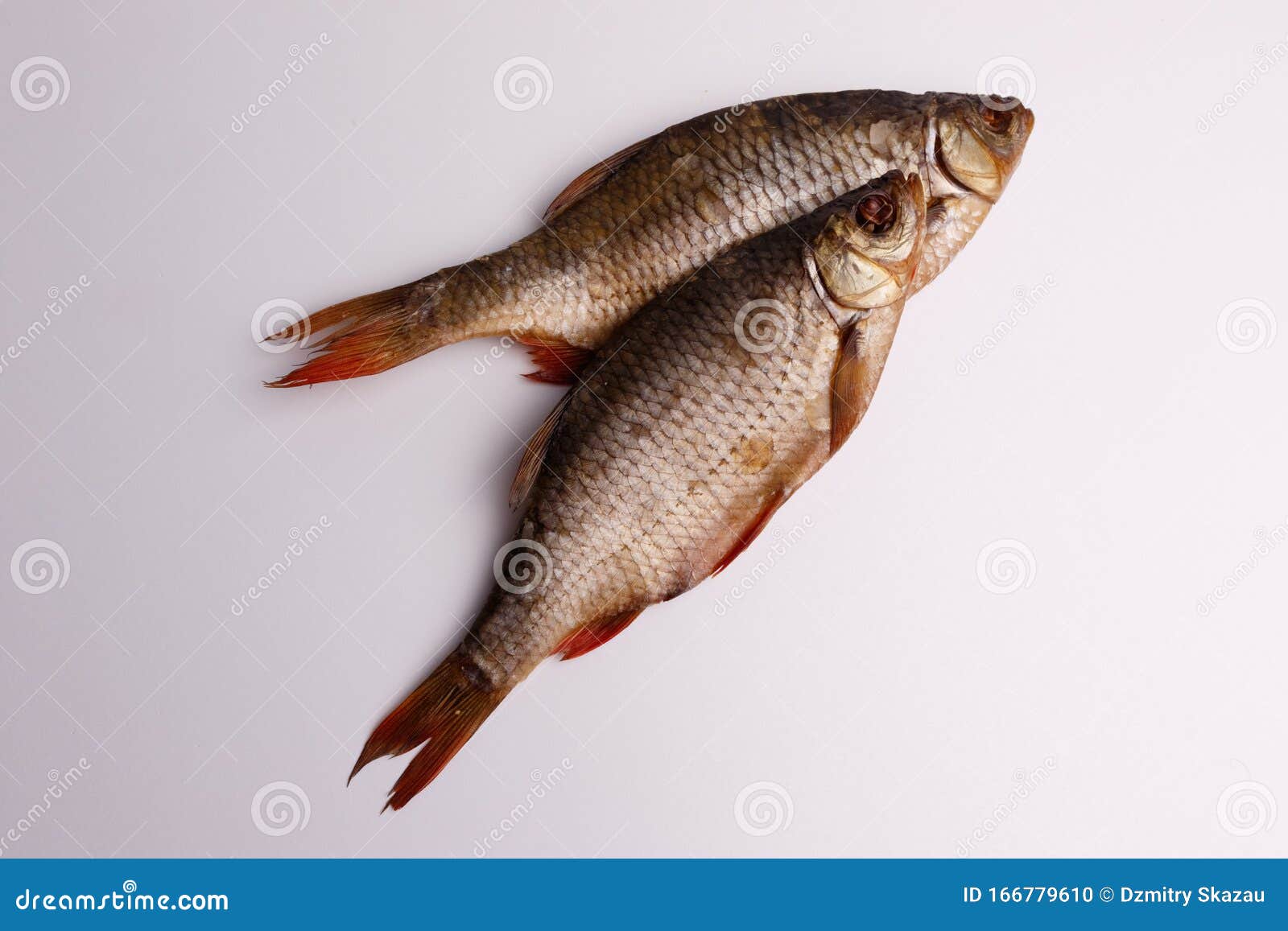 Fish isolated stock photo. Image of freshwater, healthy - 166779610