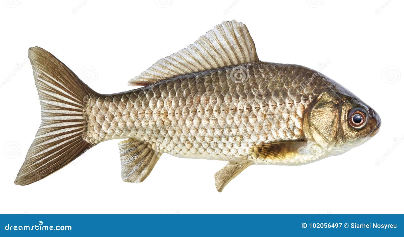 Crucian Carp Fish Isolated. Side View, Raised Fins. Isolated Stock ... Crucian Carp Fish Isolated. Side View, Raised Fins. Isolated Stock ...