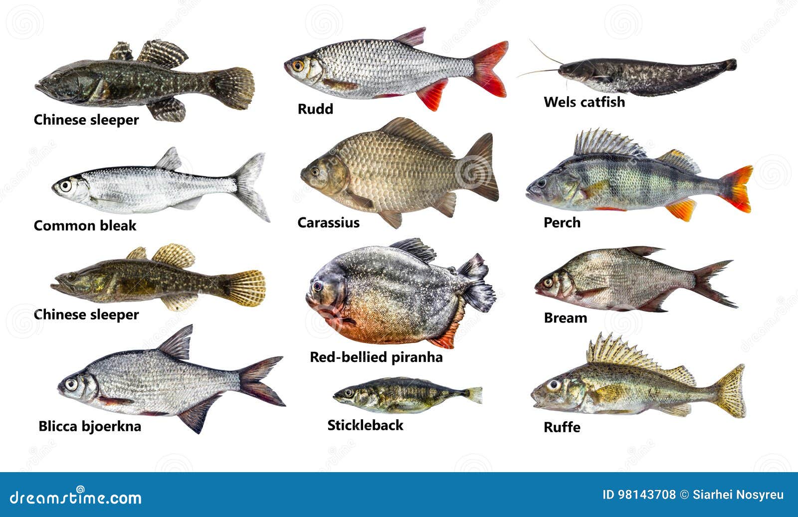 Fish Isolated Set, Collection Stock Photo - Image of blicca, isolated ...