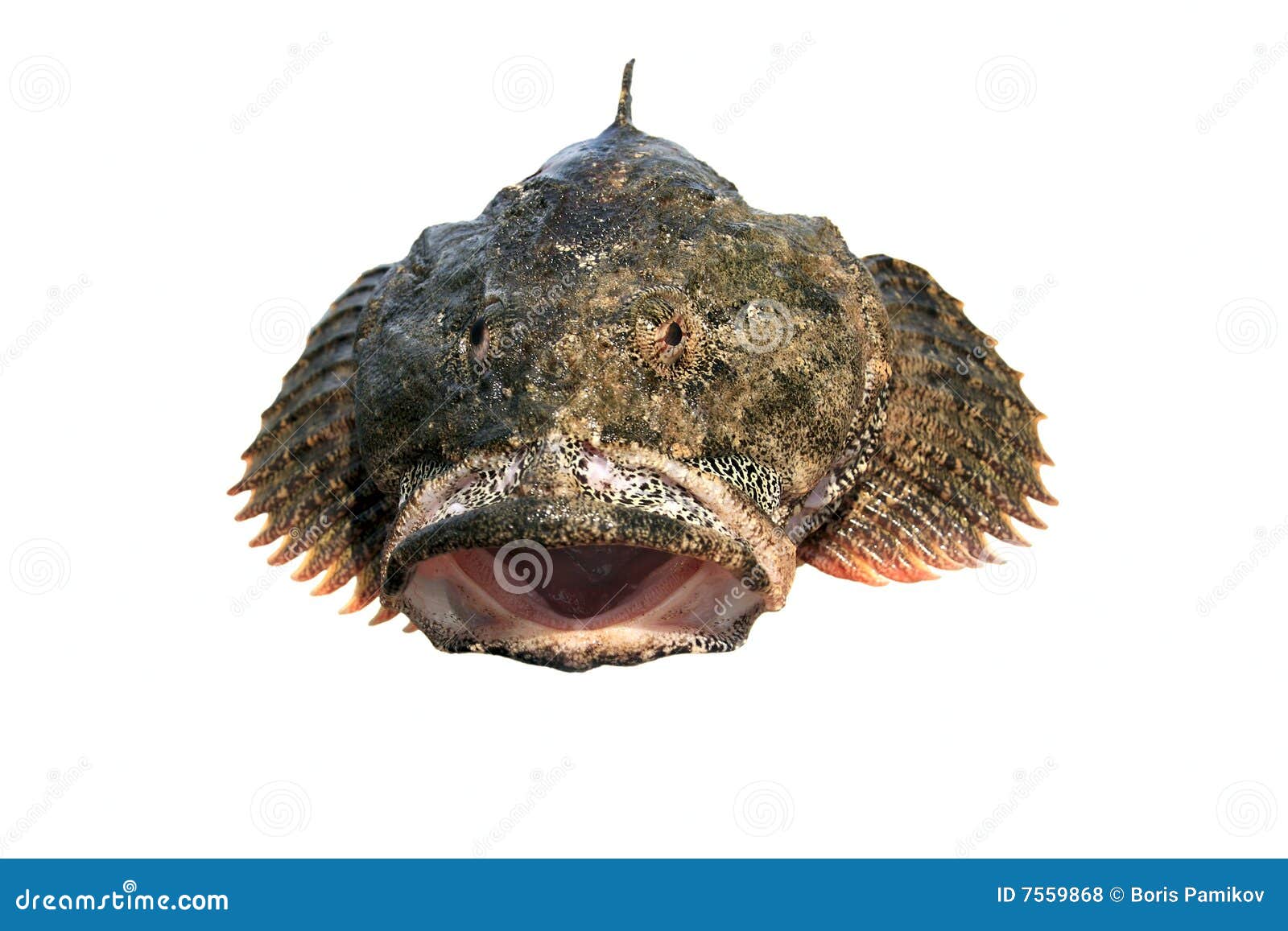 Fish Isolated on White, Bullhead Stock Photo - Image of nature, animal ...