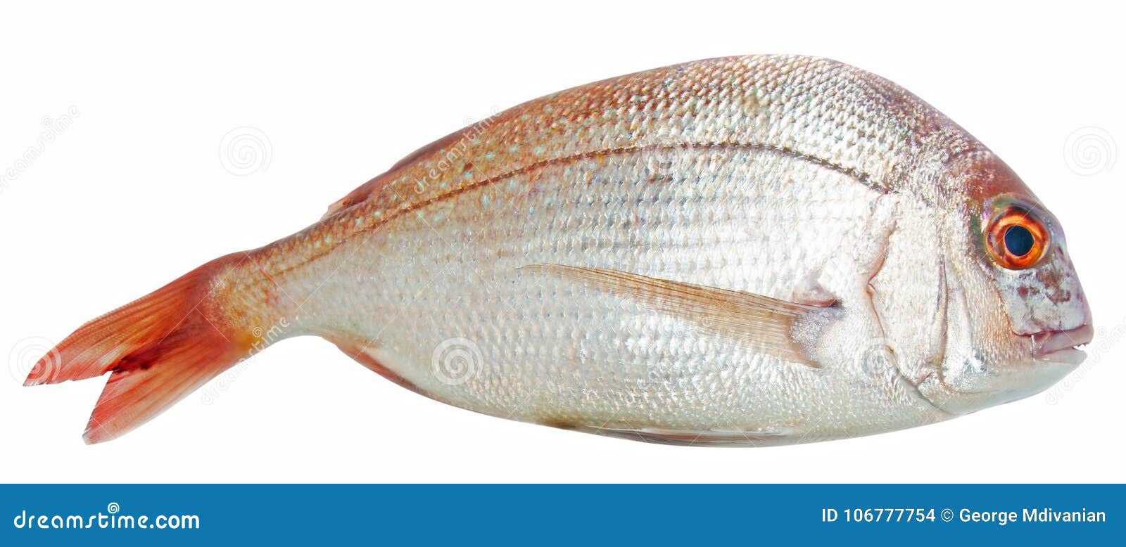 Fish isolated on white stock photo. Image of food, tasty - 106777754