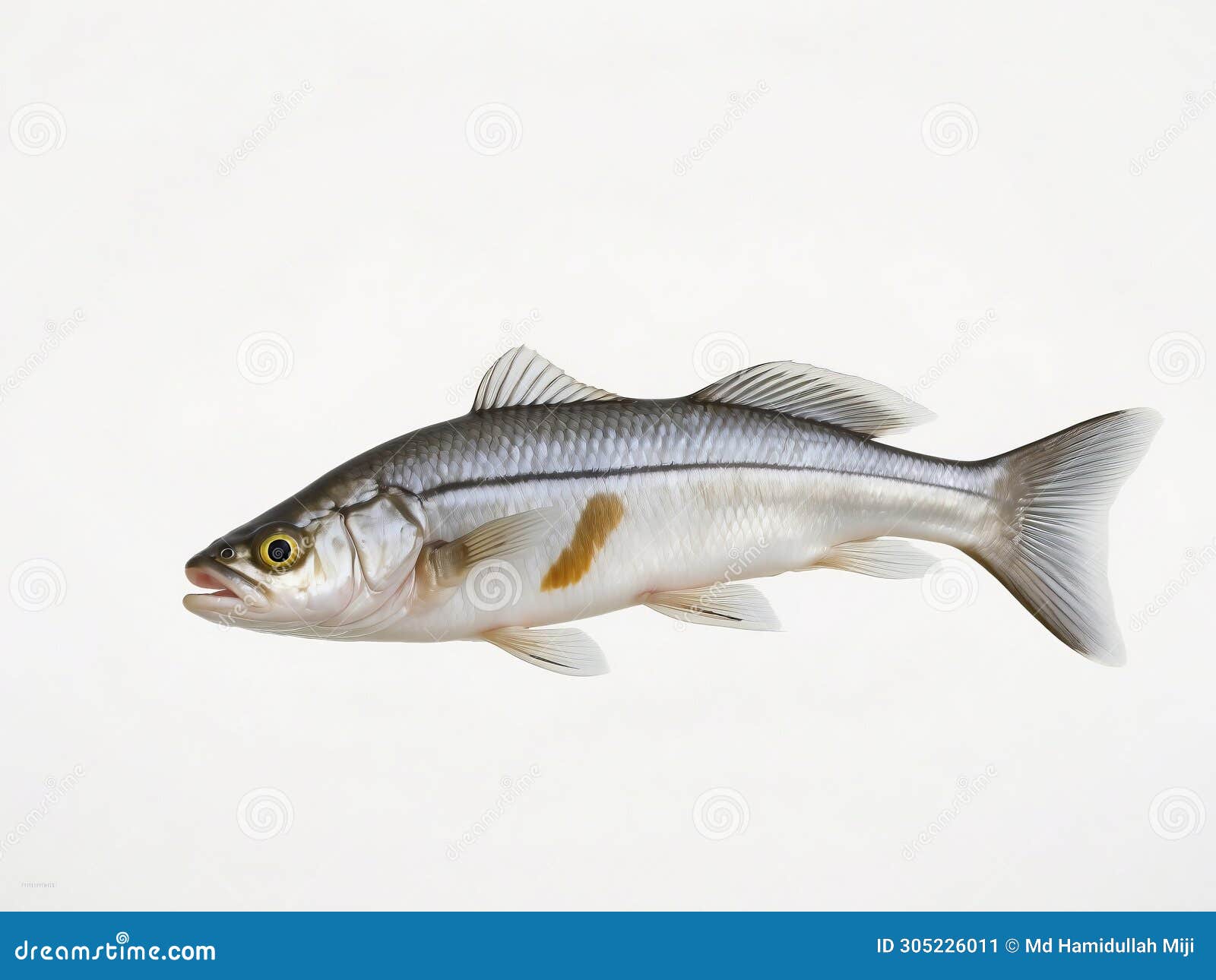 Fish Isolated on White Transparent Background Stock Illustration ...