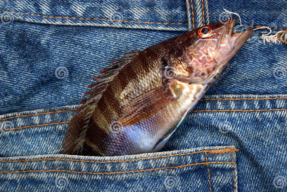 Fish in a jeans pocket. stock photo. Image of close, culture - 14574624