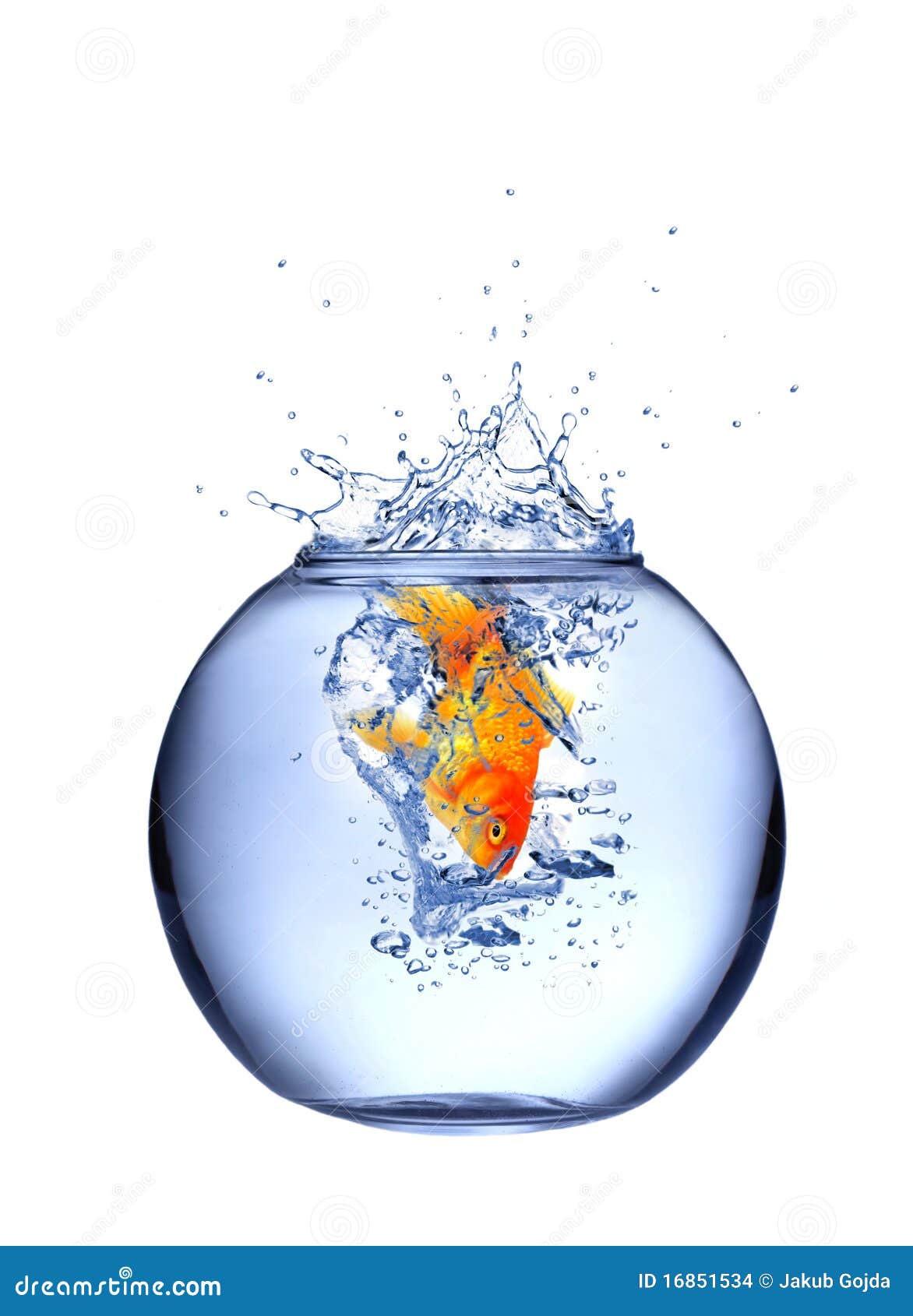 Fish jump stock photo. Image of flying, motion, drops - 16851534