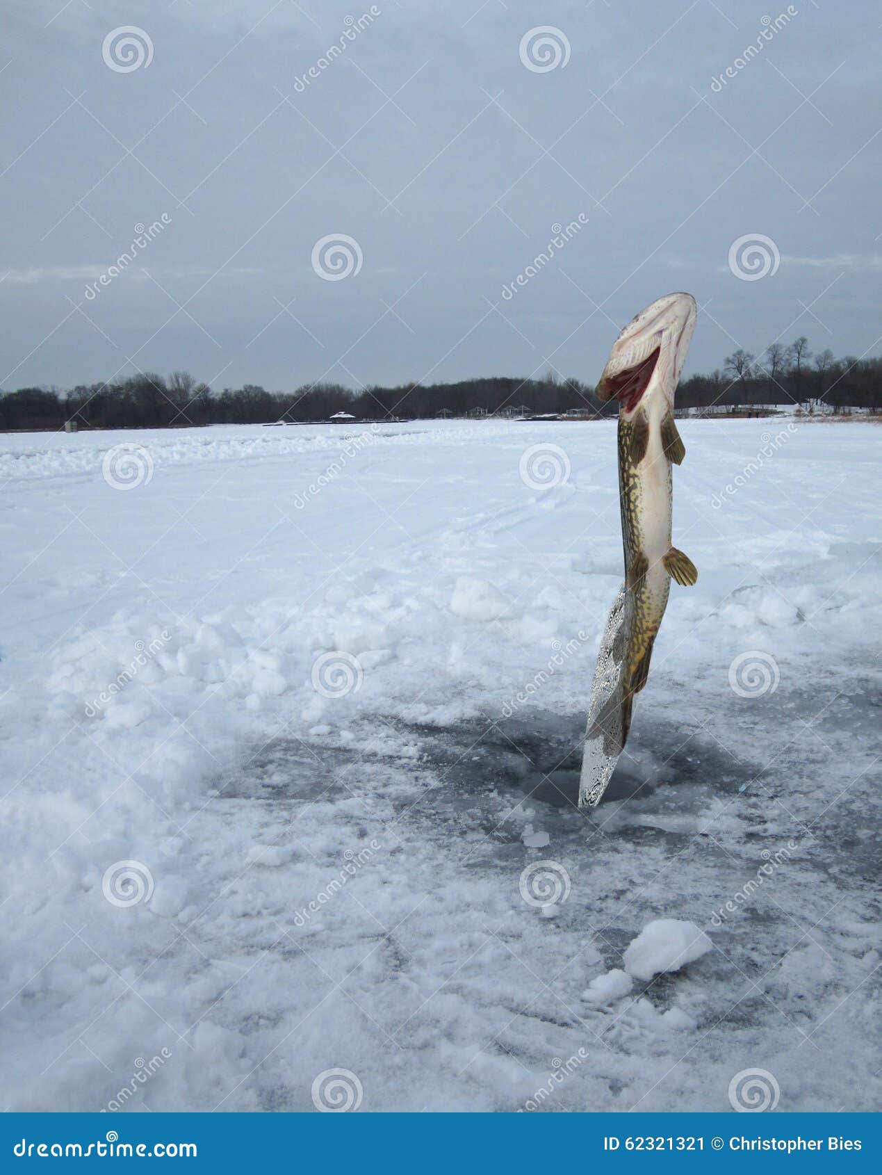 Fish Jumping stock image. Image of jumping, white, snow - 62321321
