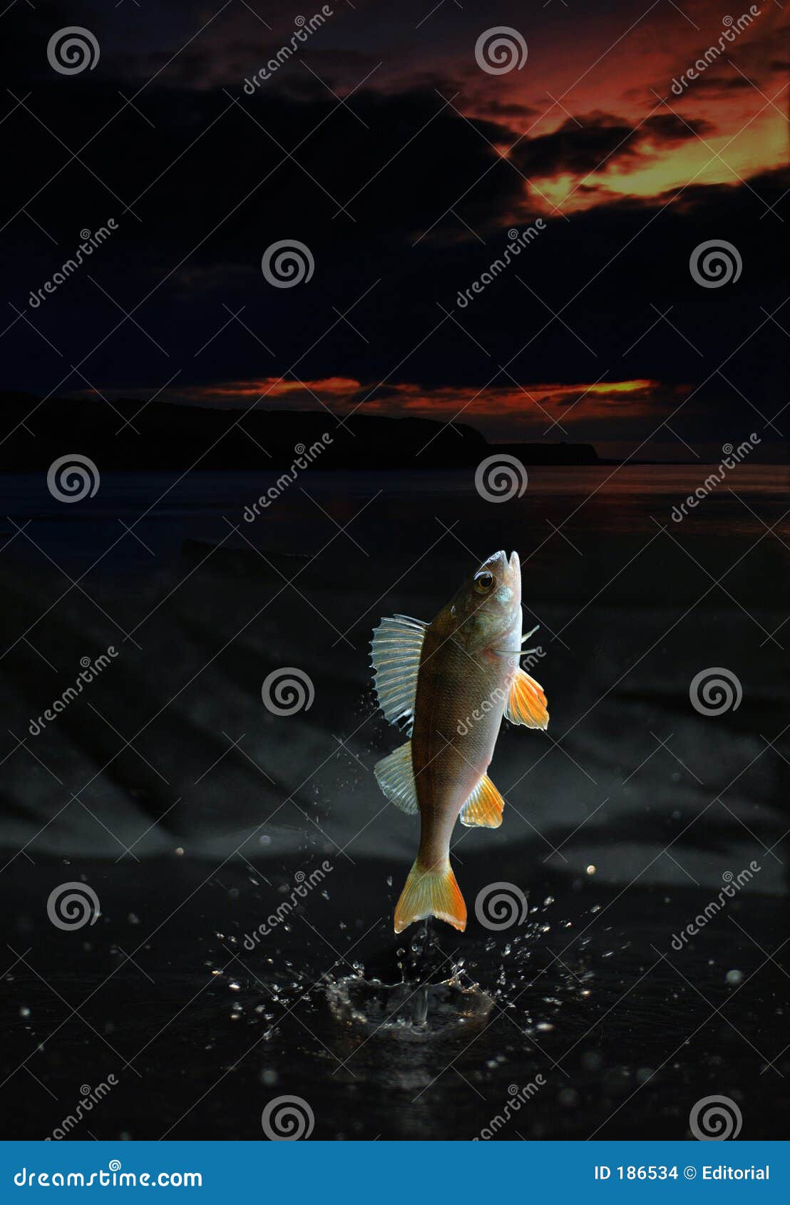 Fish jumping out stock photo. Image of angling, dusk, lively - 186534