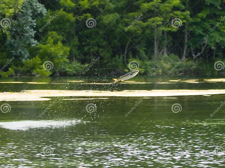 Fish jumping out of water stock image. Image of fish, shallow - 1198497