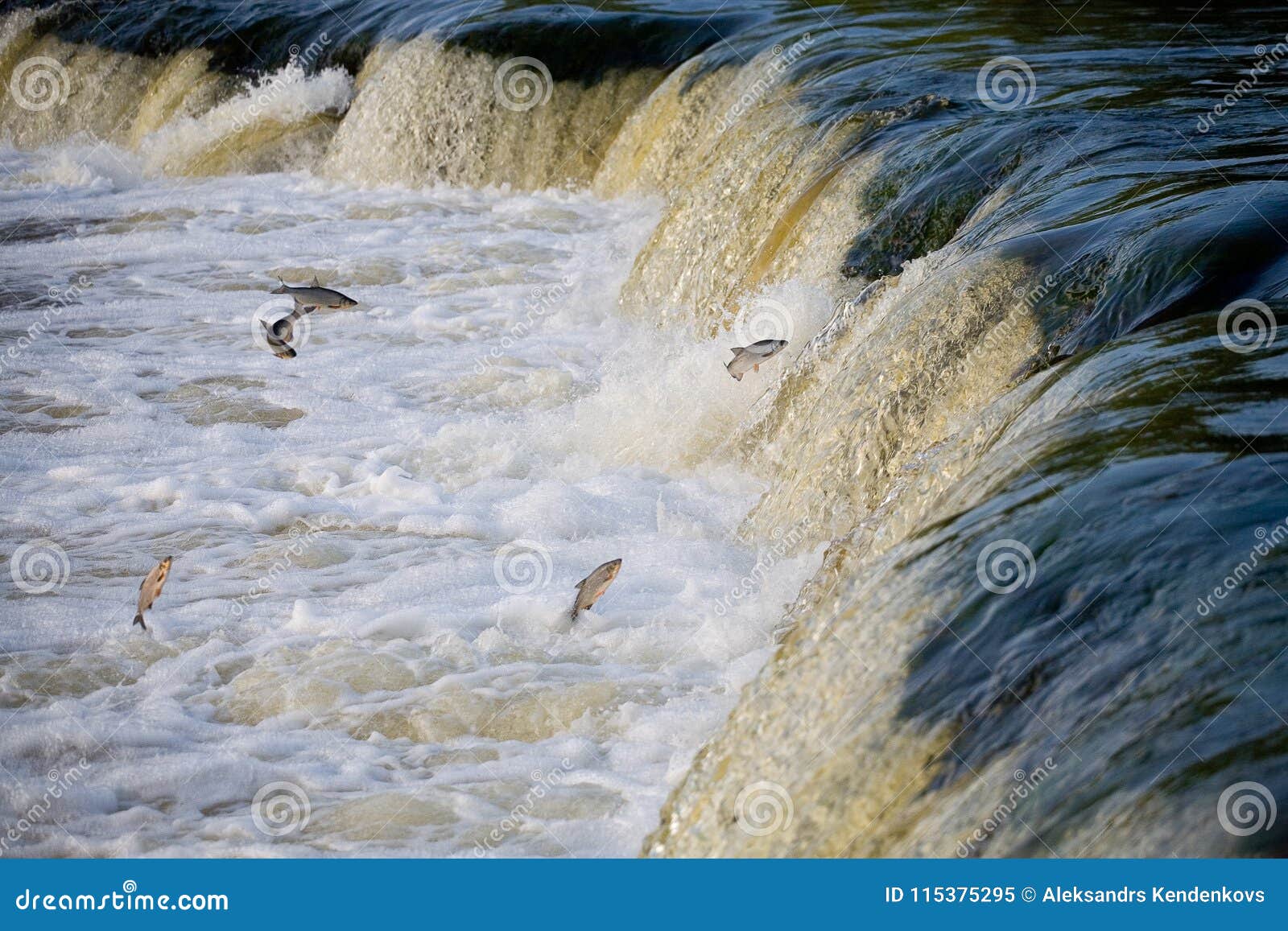 The Fish is Jumping Up the Waterfall. Water. River.n Stock Image ...