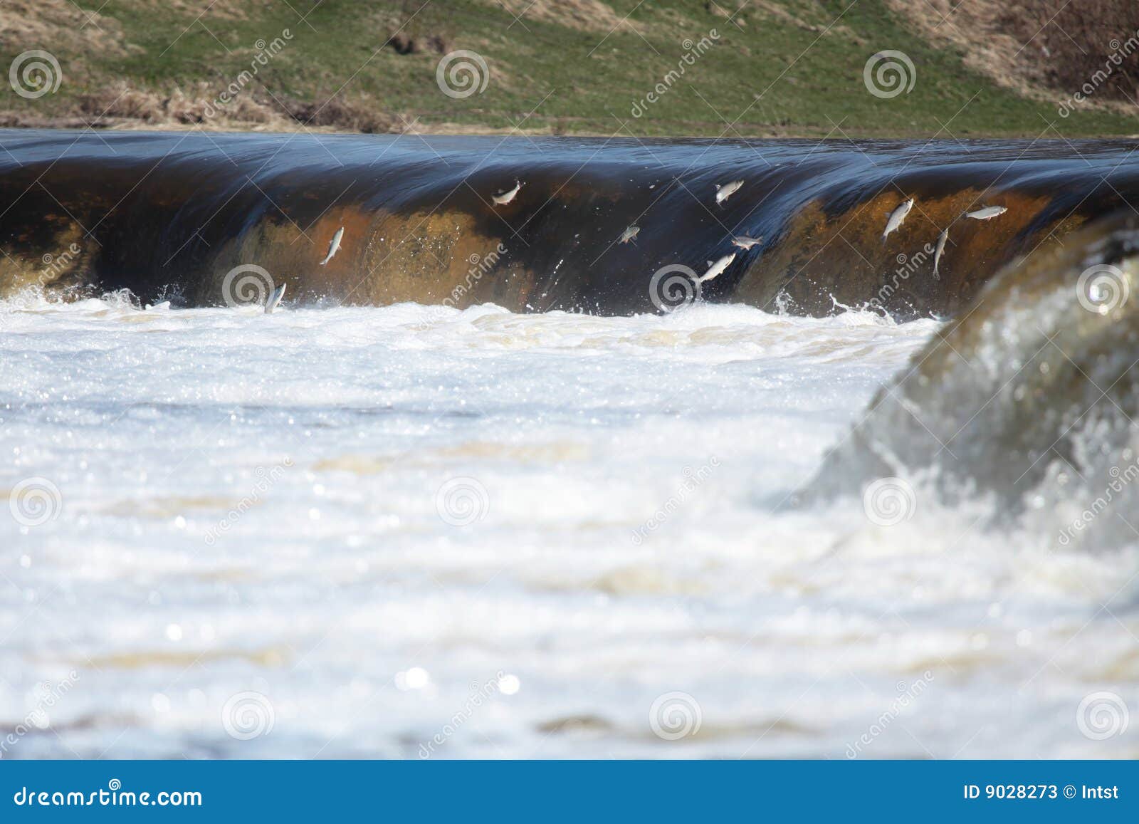 Fish jumping in waterfall stock image. Image of sunlit - 9028273