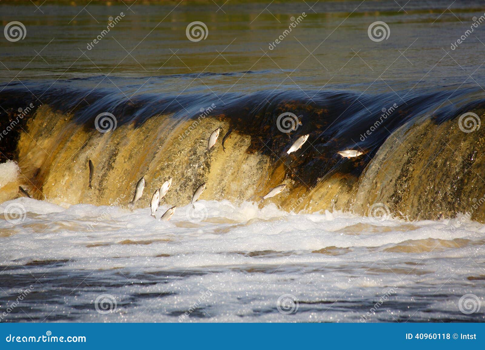 Fish jumping in waterfall stock photo. Image of rumba - 40960118