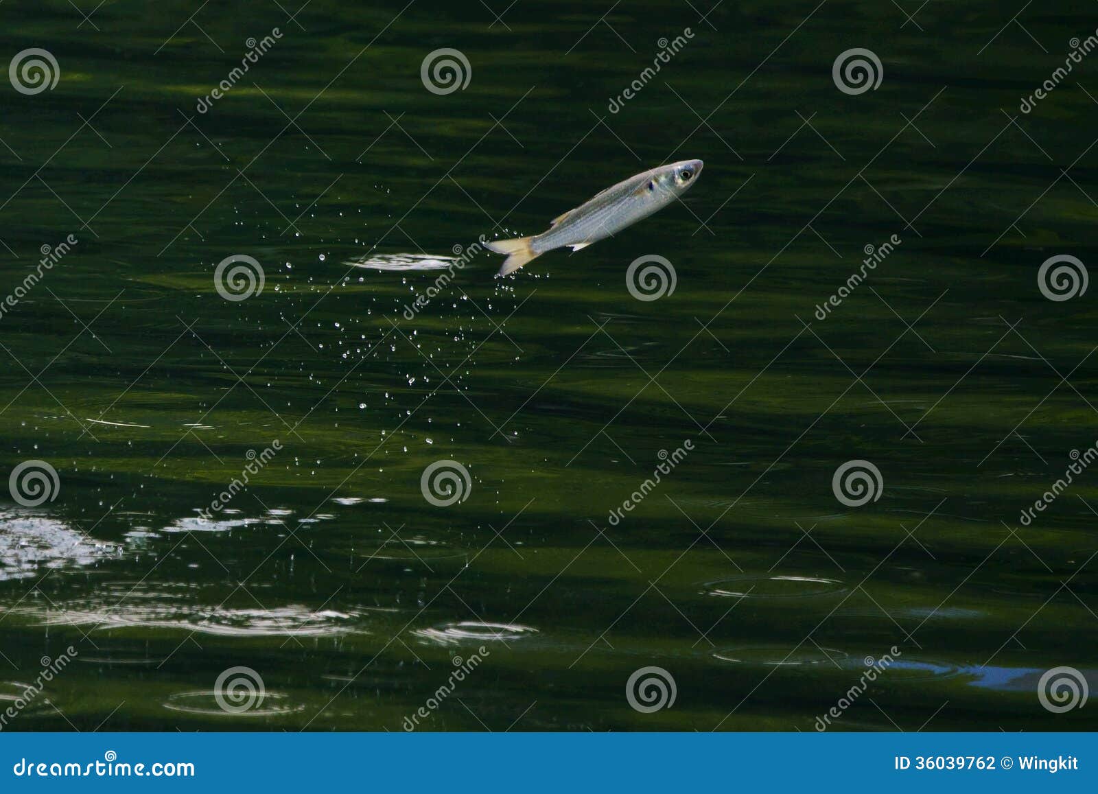 Fish jumpping stock photo. Image of jump, china, river - 36039762