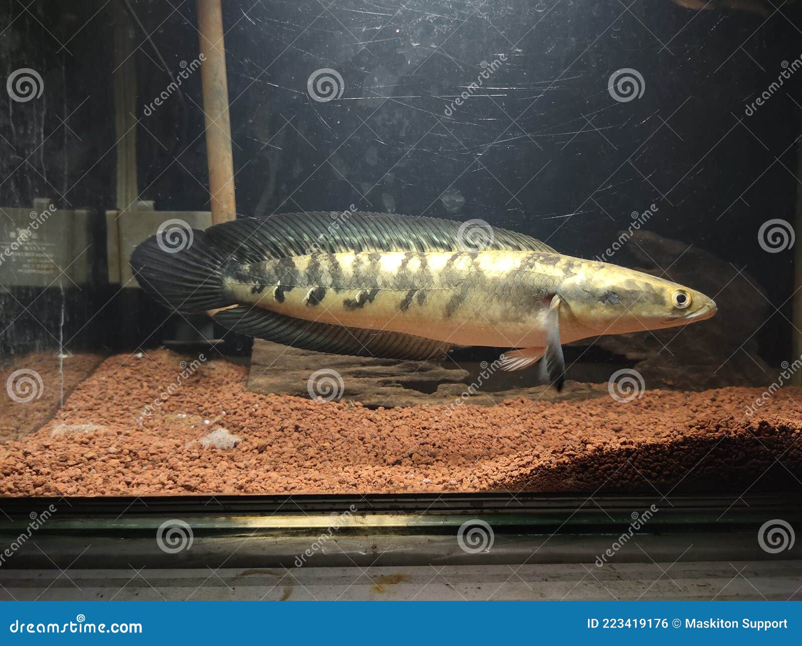 Fish of the Jungle Indonesian Stock Photo - Image of jungle, aquascape ...