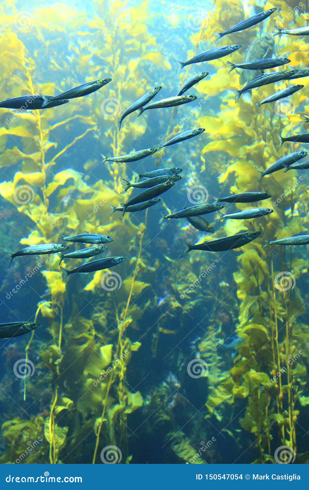 Fish in Kelp Forest with Softly Filtered Light Stock Photo - Image of ...