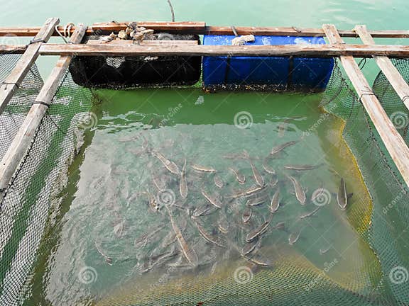 Fish Kept Inside Floating Net Basket Stock Photo - Image of ocean ...
