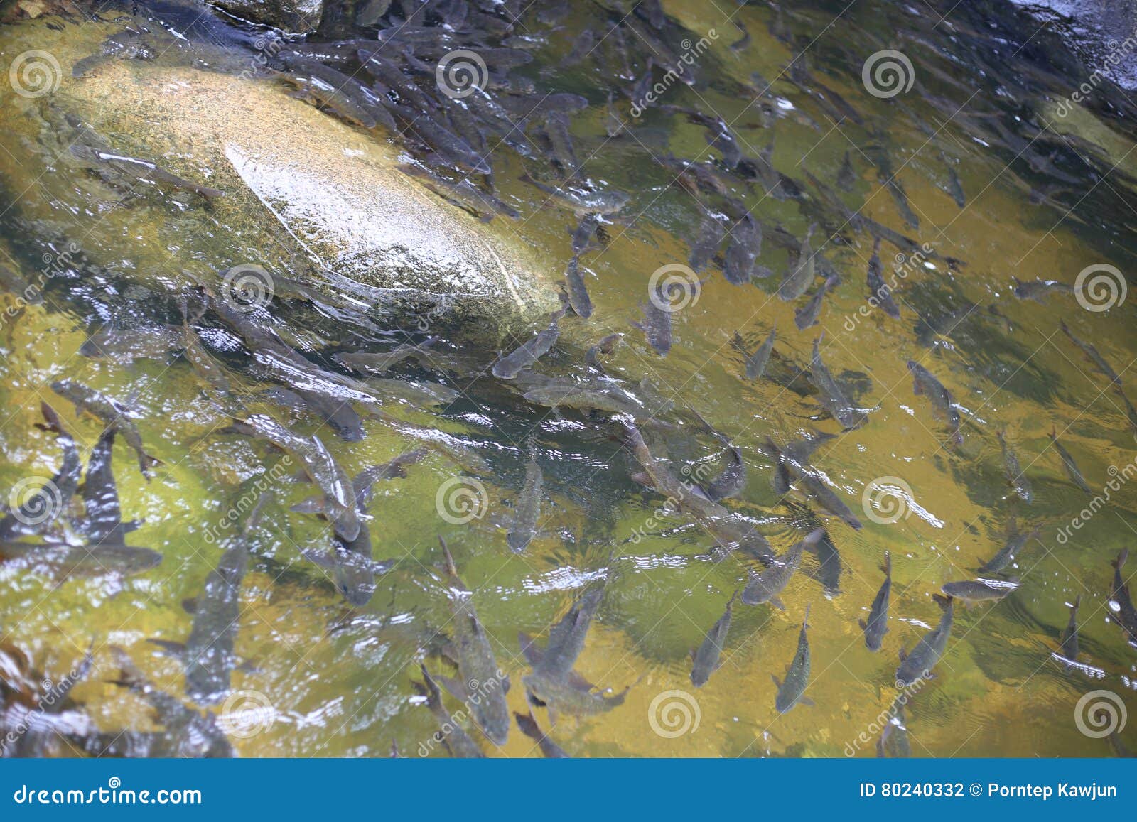 Fish in Khao Cha Mao Waterfall Stock Photo - Image of travel, rayong ...