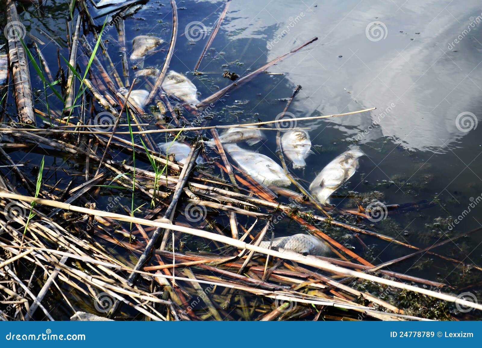 Fish Killed by Near the Shore Stock Image - Image of river, chemical ...