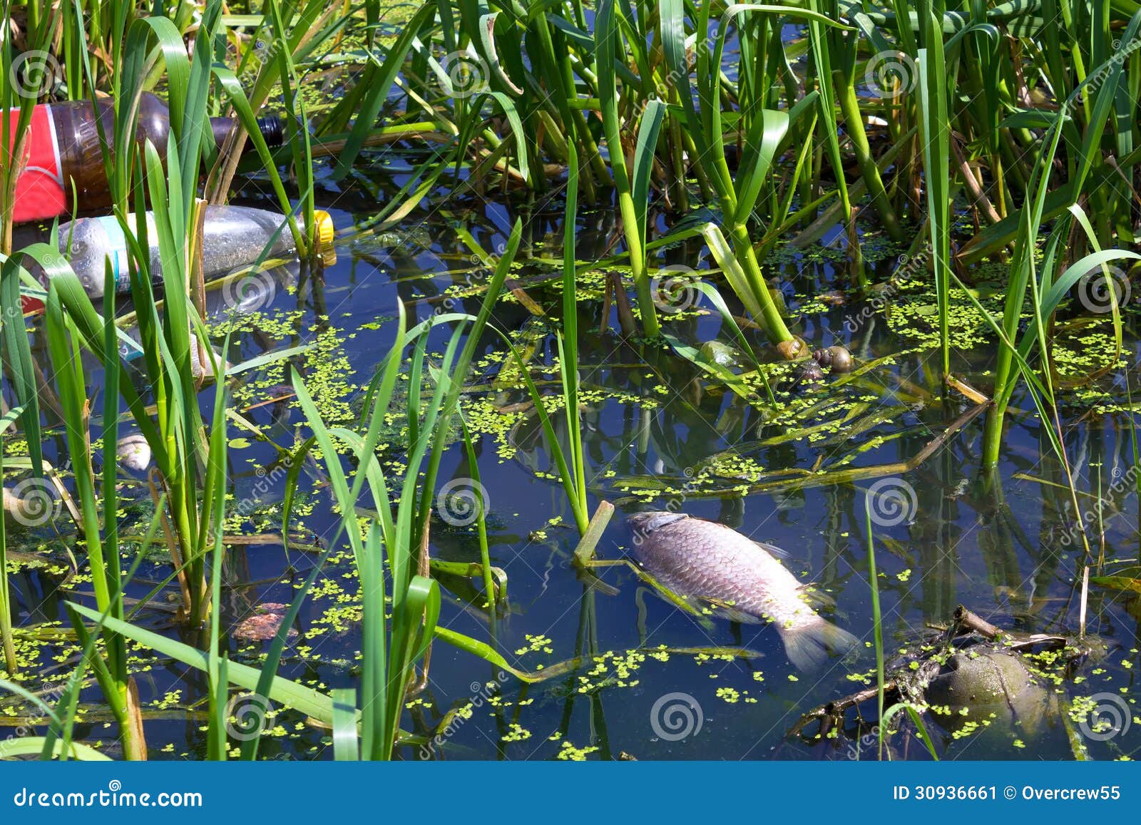 Fish kills stock image. Image of biology, fish, lake - 30936661