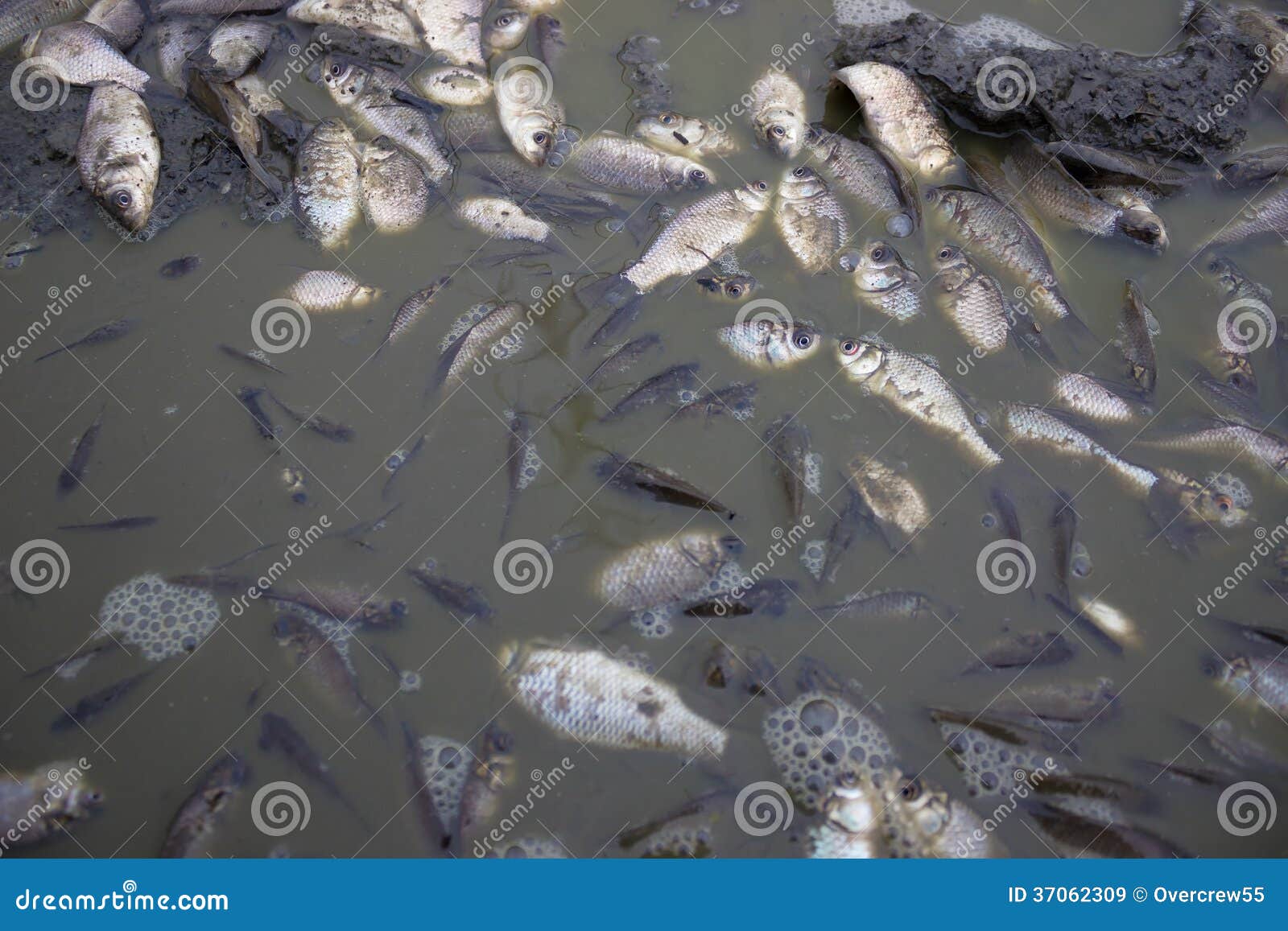 Fish kills stock image. Image of catastrophe, kills, mortality - 37062309