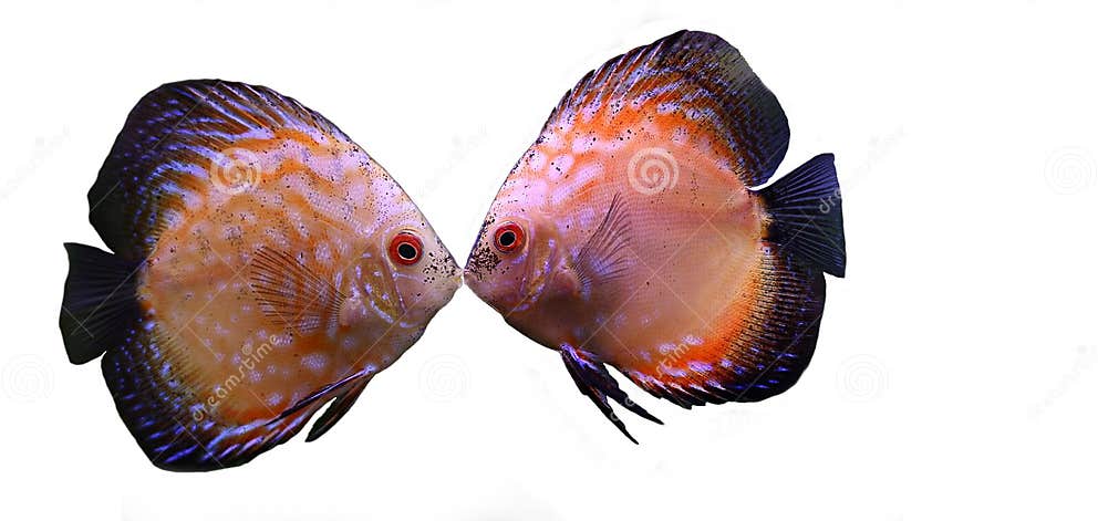 Fish kiss stock image. Image of copyspace, color, fishe - 2610047