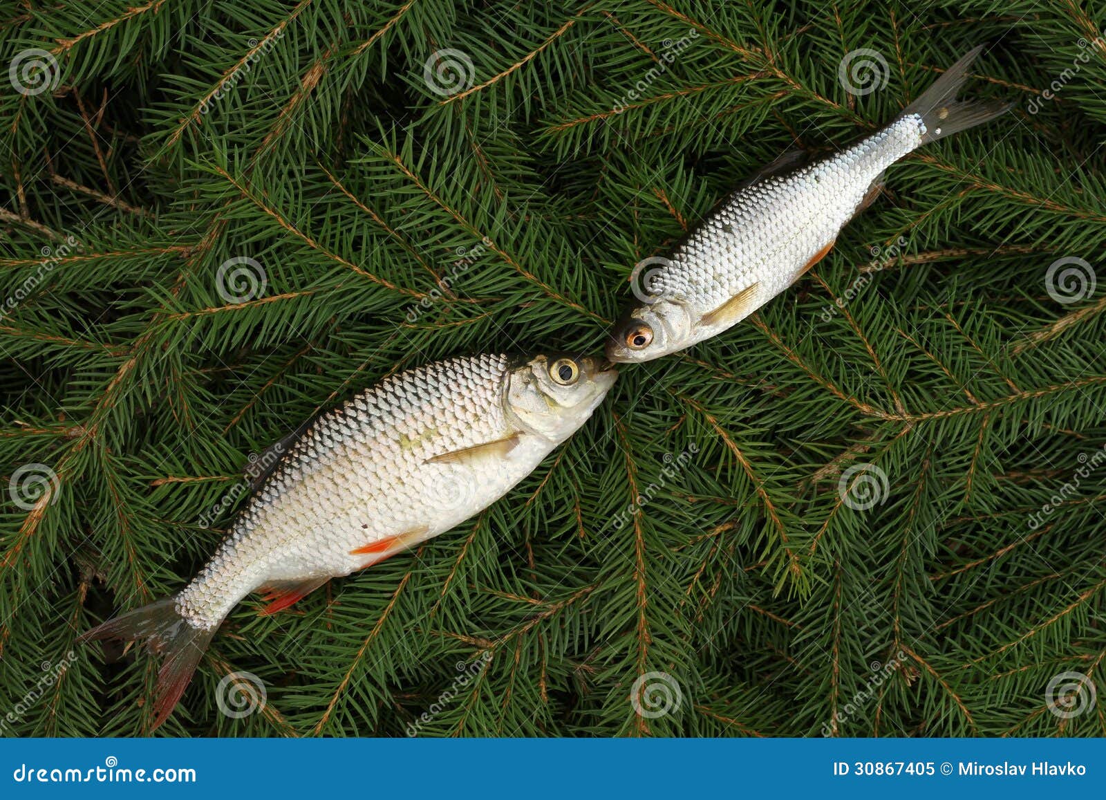 Fish kiss stock image. Image of scale, nature, holiday - 30867405
