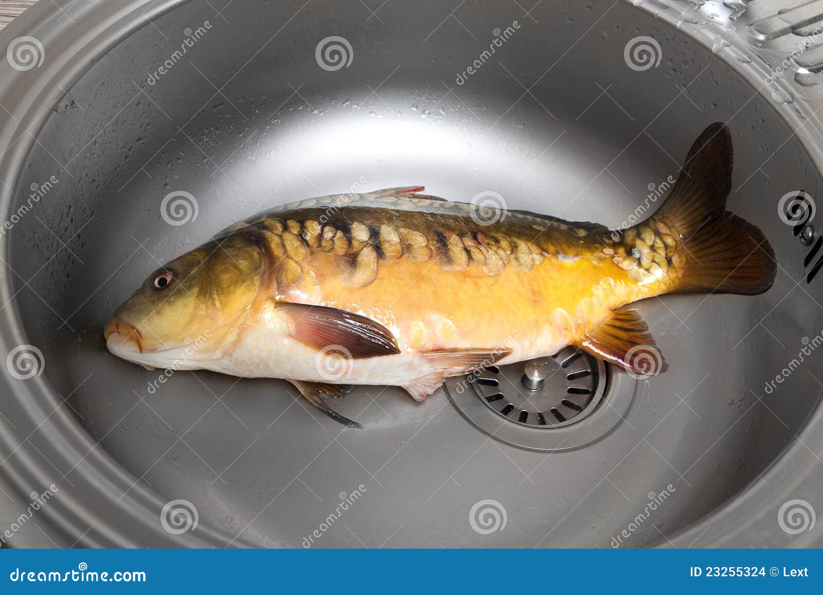 Fish in a kitchen sink stock photo. Image of diet, fresh - 23255324