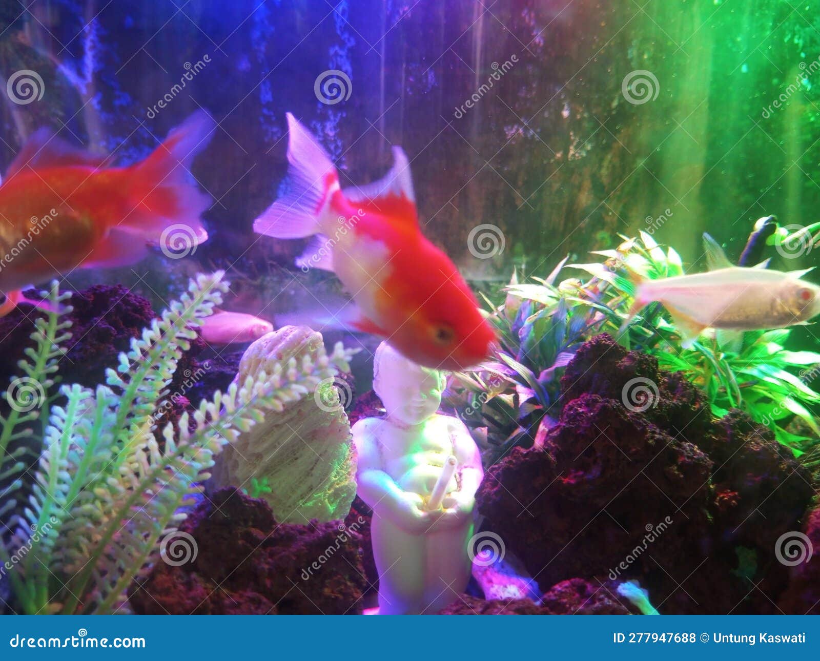 Fish Koi Akuarium Wallpaper Theme Stock Photo - Image of fish, akuarium ...