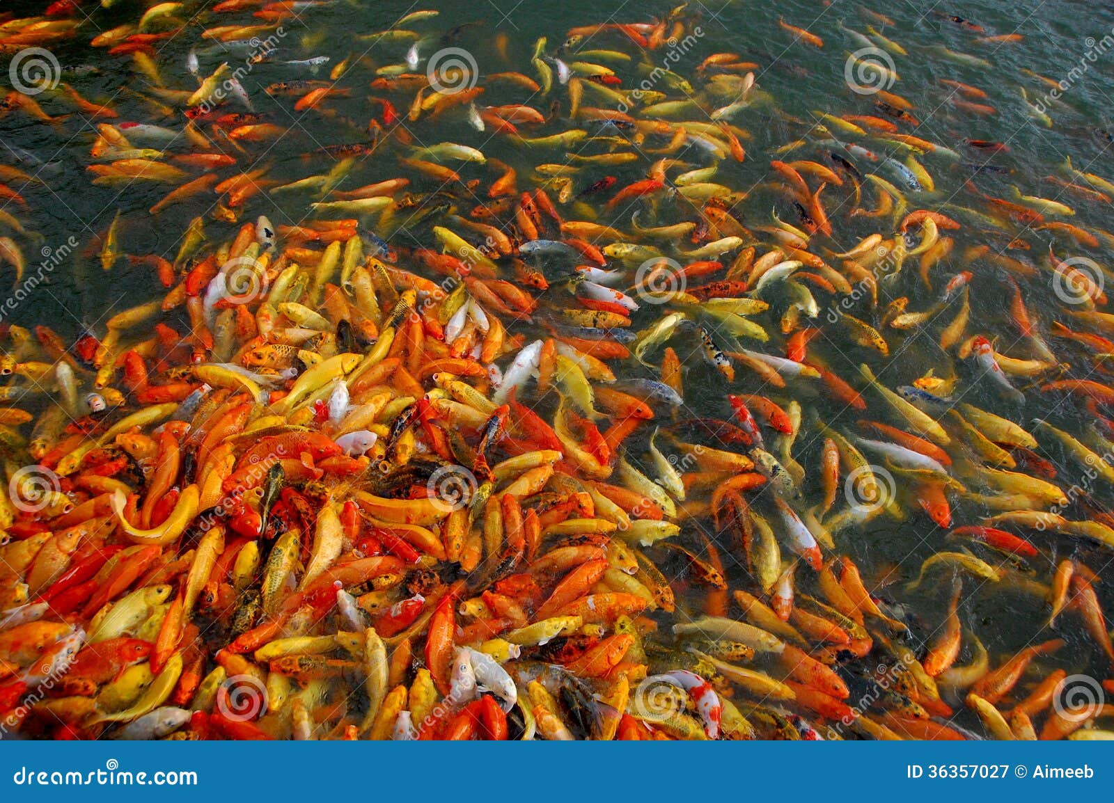 Fish stock image. Image of large, nuvali, fish, feed - 36357027