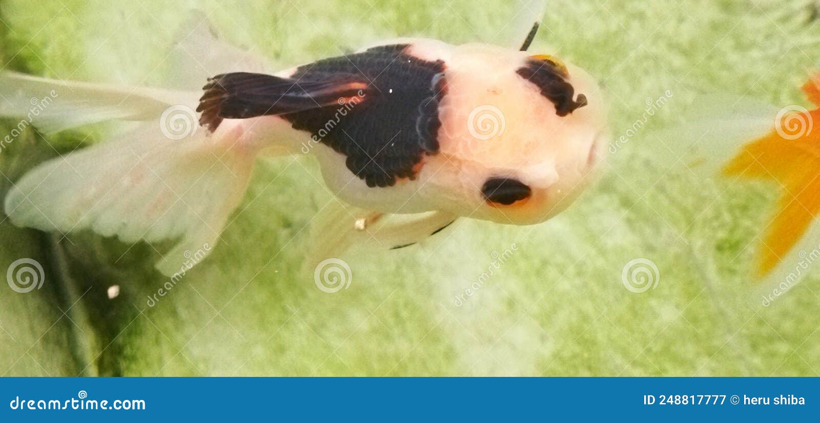 Fish koki stock image. Image of fish, bird, invertebrate - 248817777