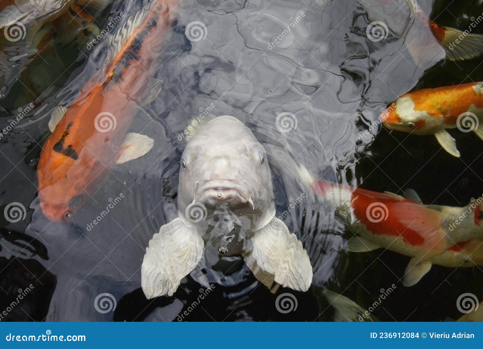 Fish Kol Stock Photos - Free & Royalty-Free Stock Photos from Dreamstime