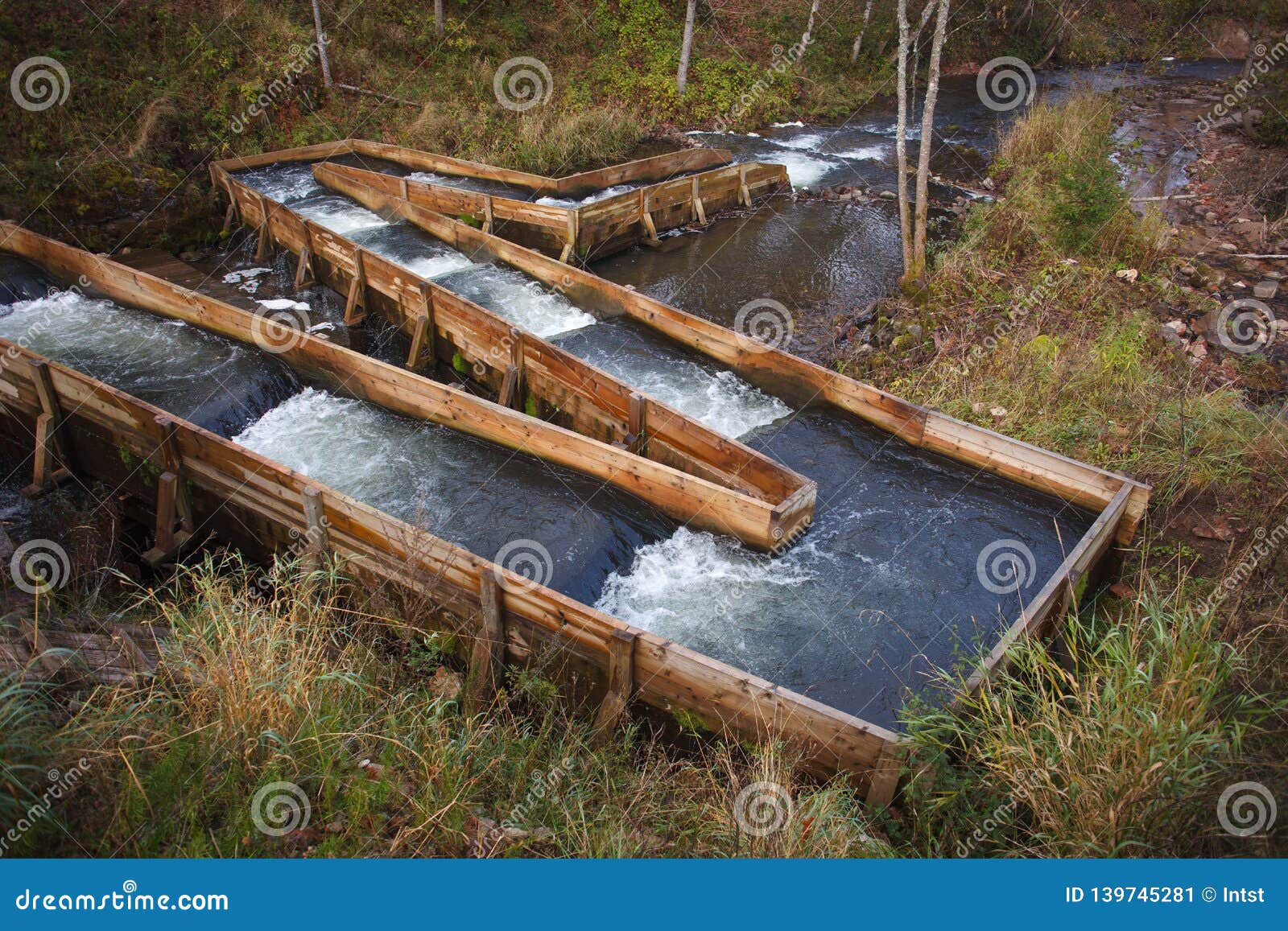 Fish Ladders Royalty-Free Stock Photography | CartoonDealer.com #102048149