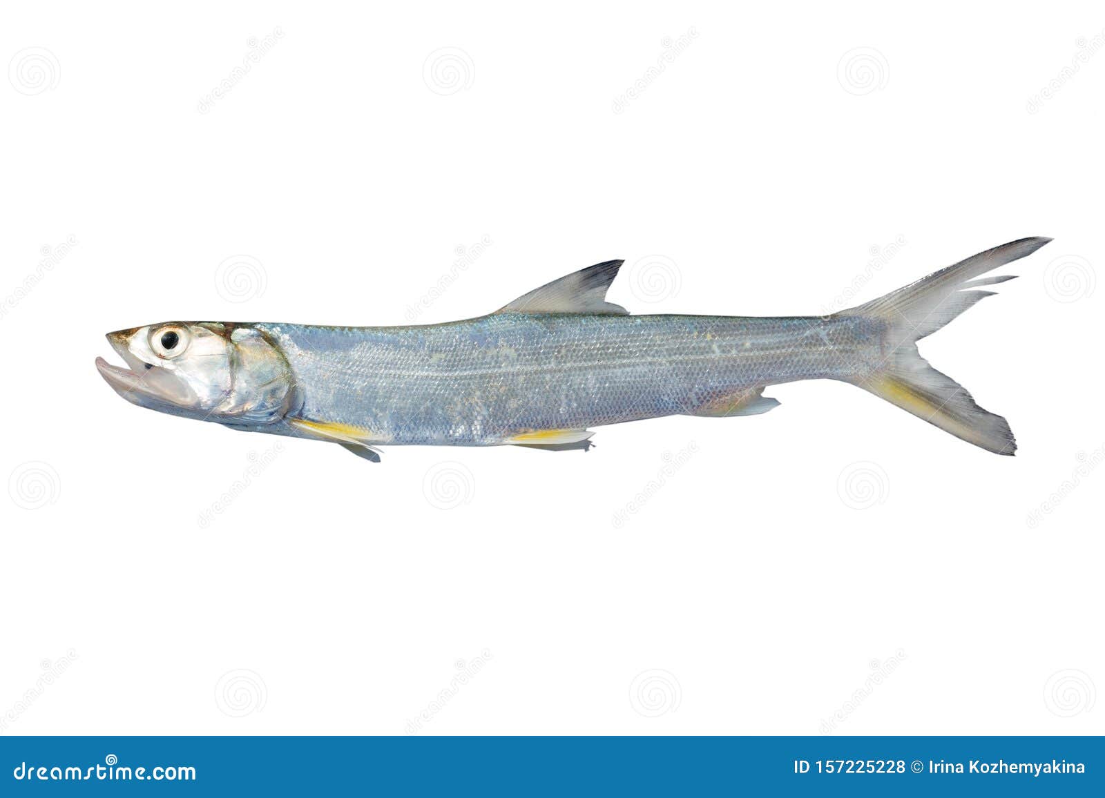 Elops Photos - Free & Royalty-Free Stock Photos from Dreamstime