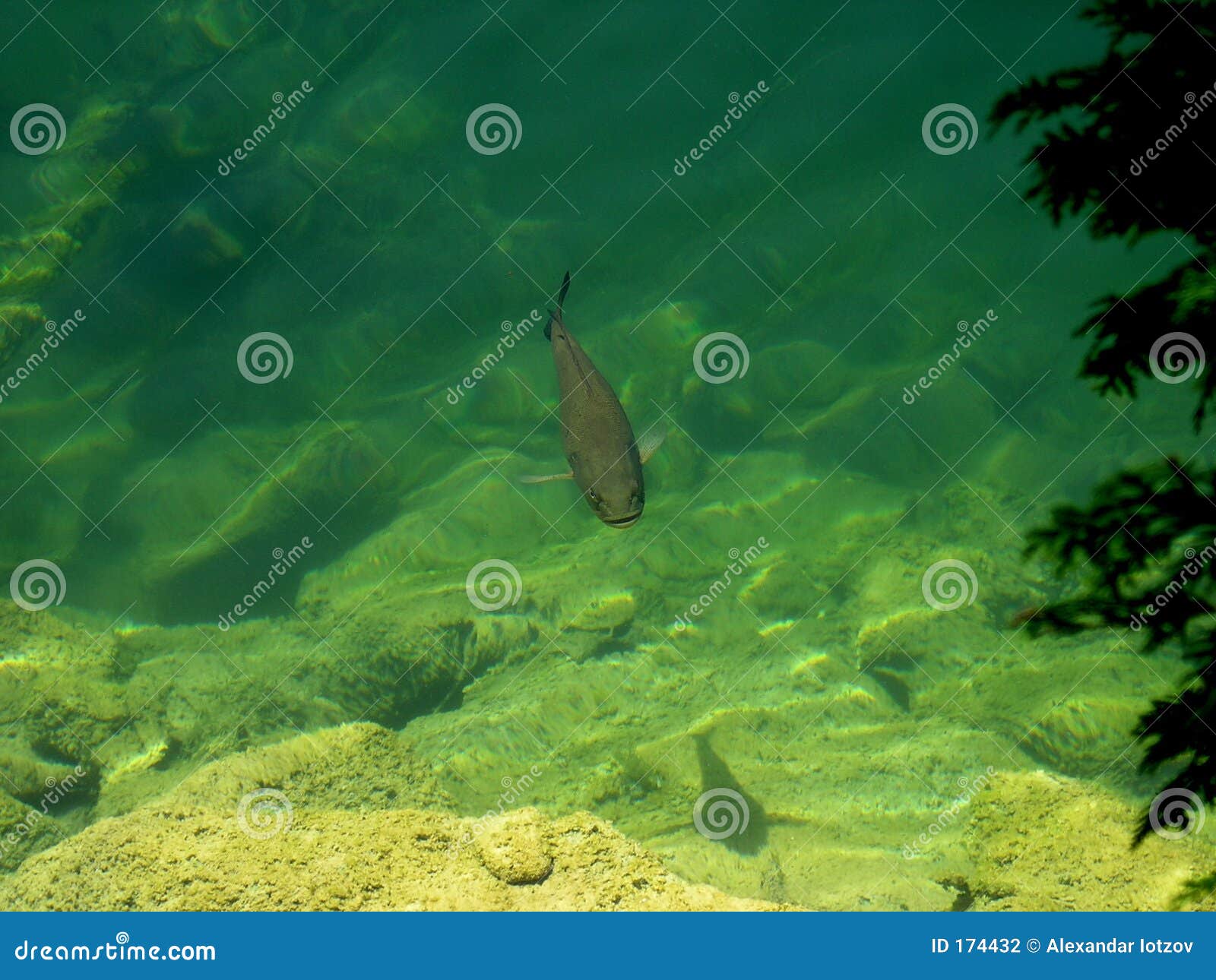 Fish in the lake stock photo. Image of sunny, escarpment - 174432