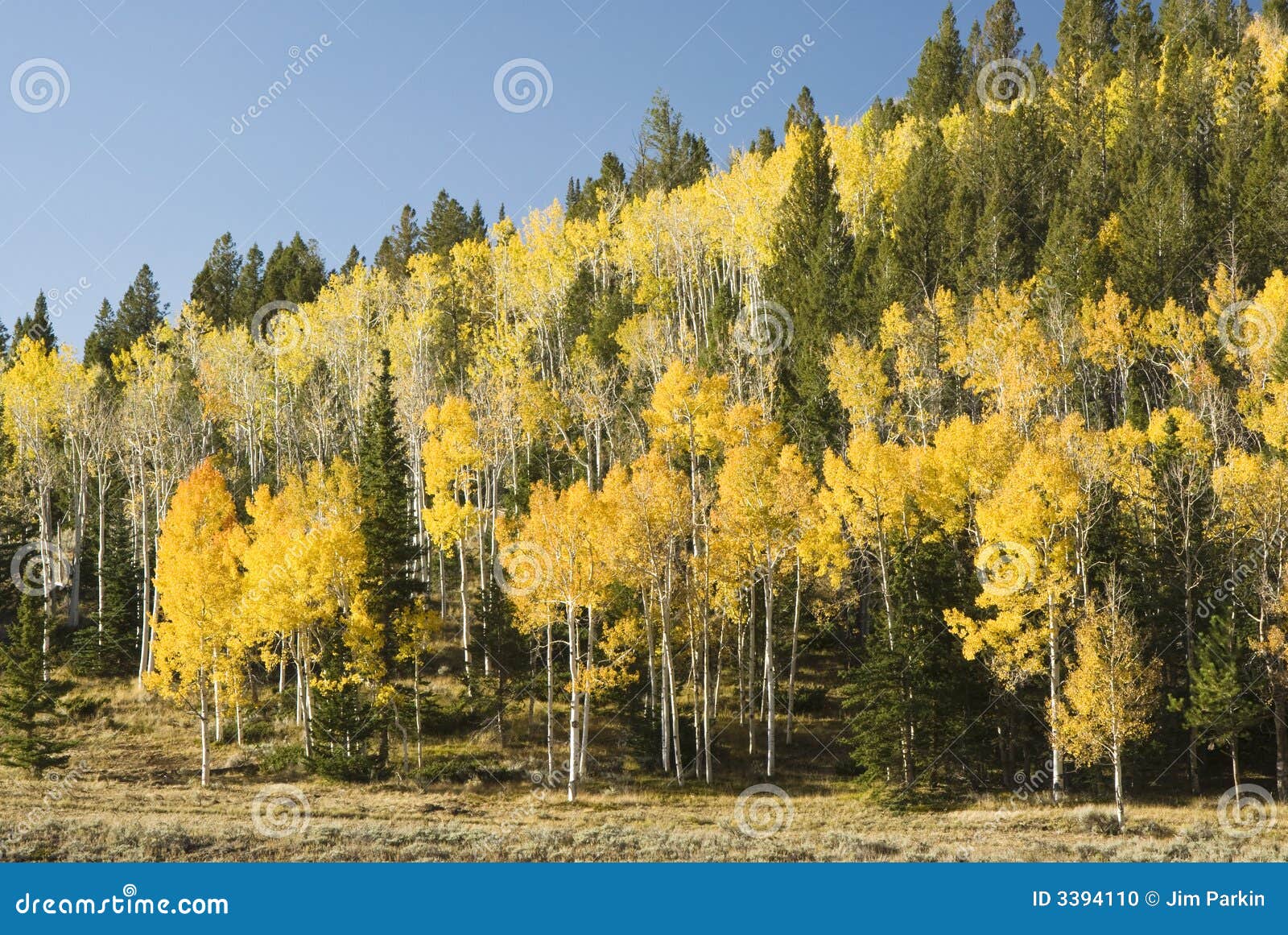 Fish Lake fall colors 3 stock photo. Image of national - 3394110