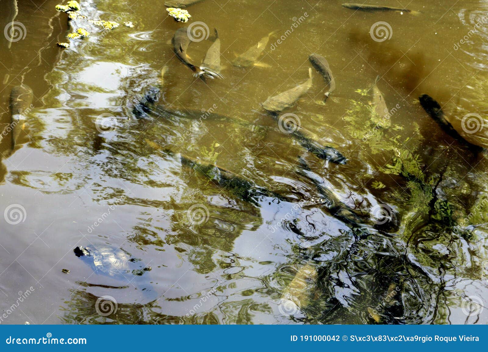 FISH in the LAKE stock photo. Image of grass, balancing - 191000042