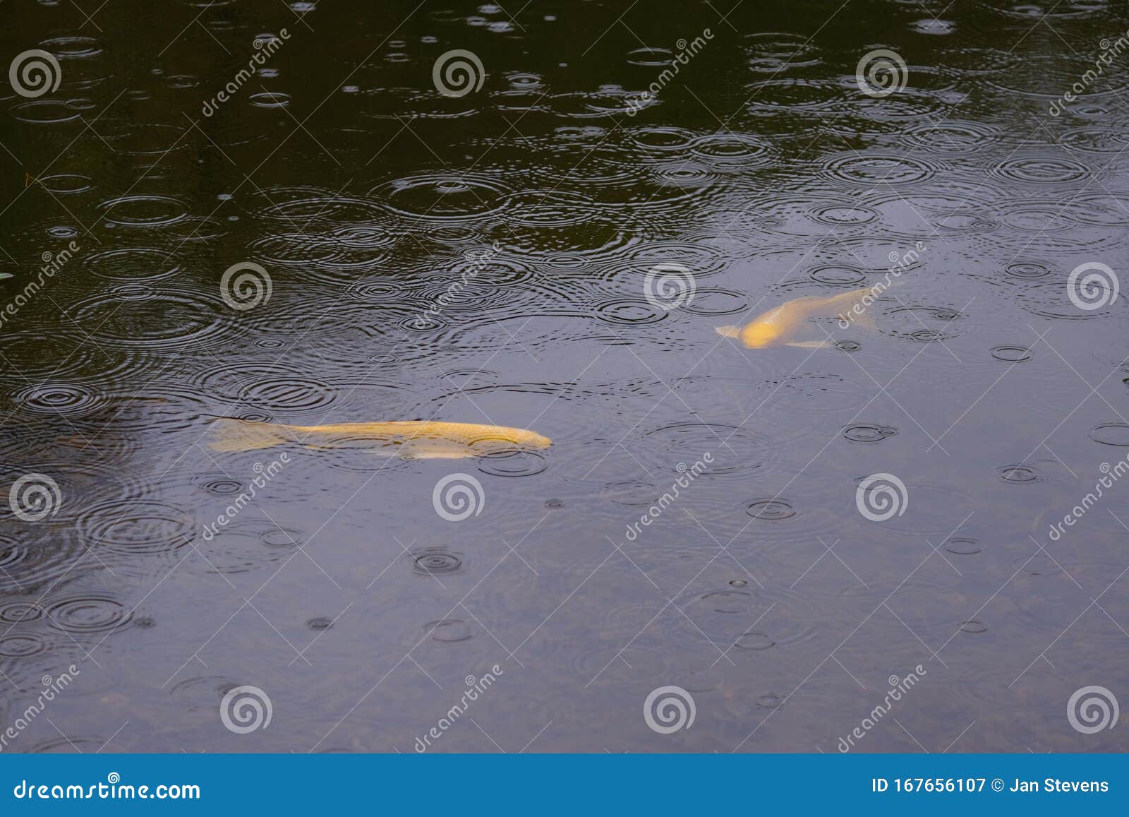 Fish in a Lake and Rain Drops Falling on the Water Surface Stock Image ...