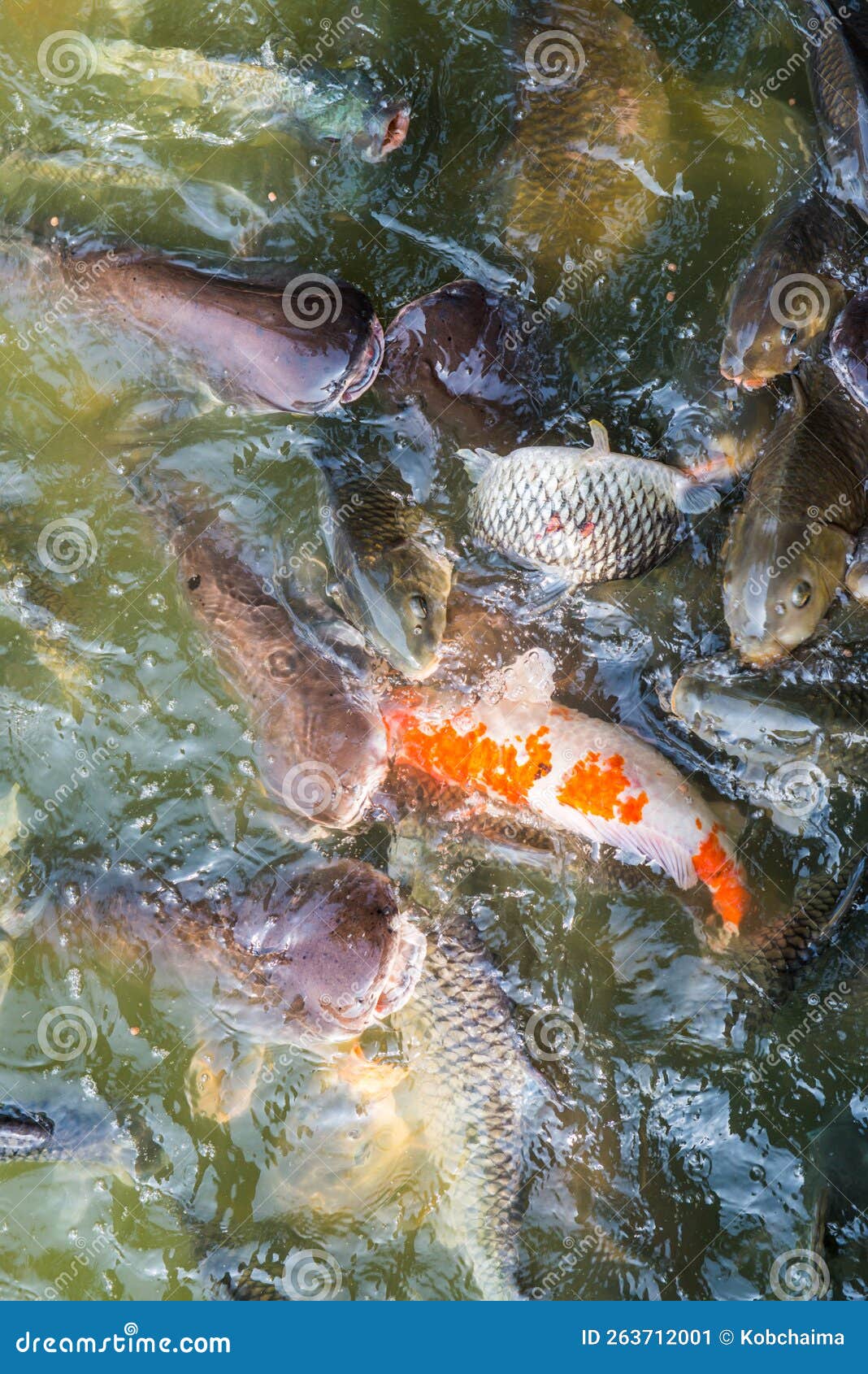 Fish in the lake stock image. Image of closeup, life - 263712001