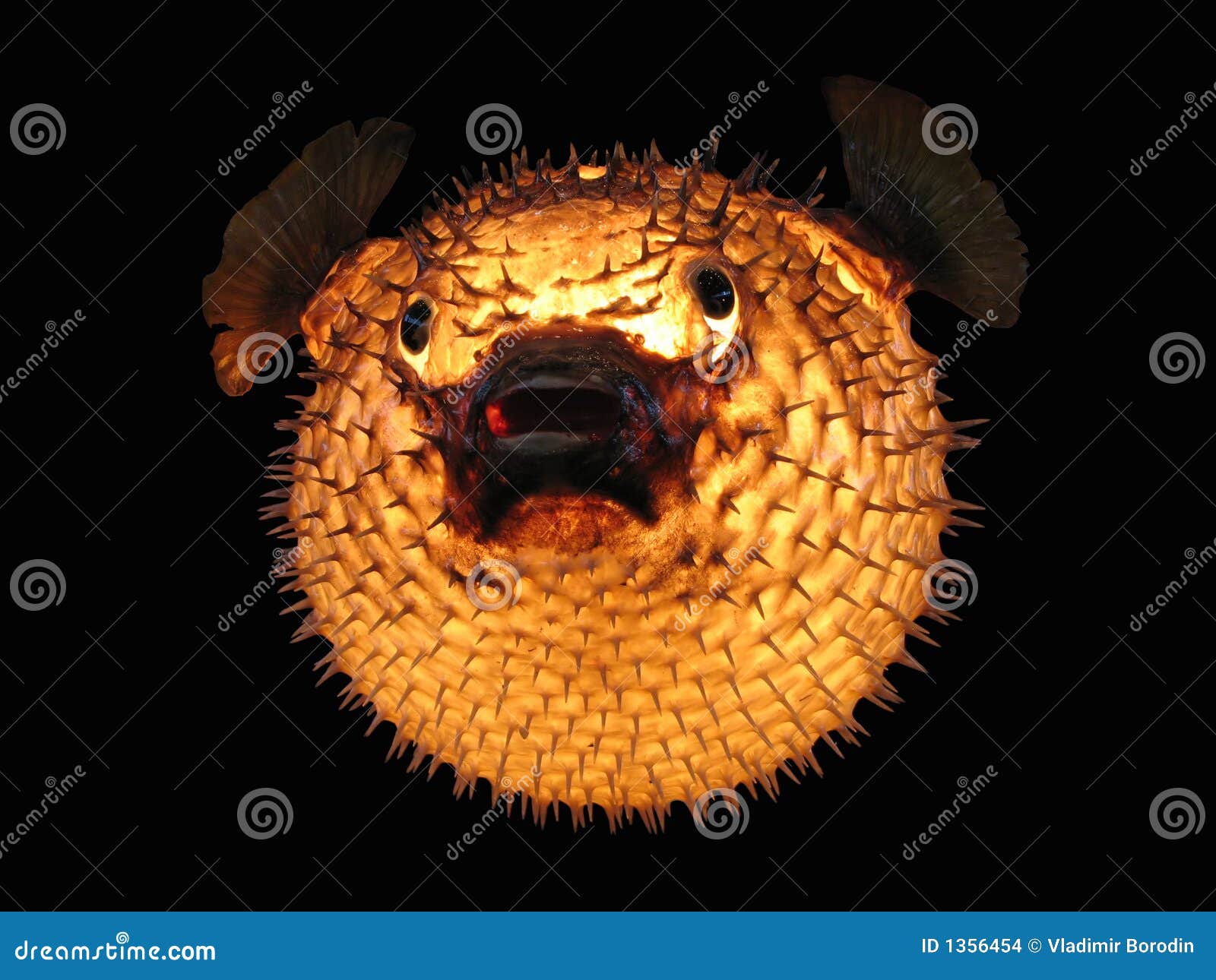 Fish lamp stock photo. Image of quill, tetraodontidae - 1356454