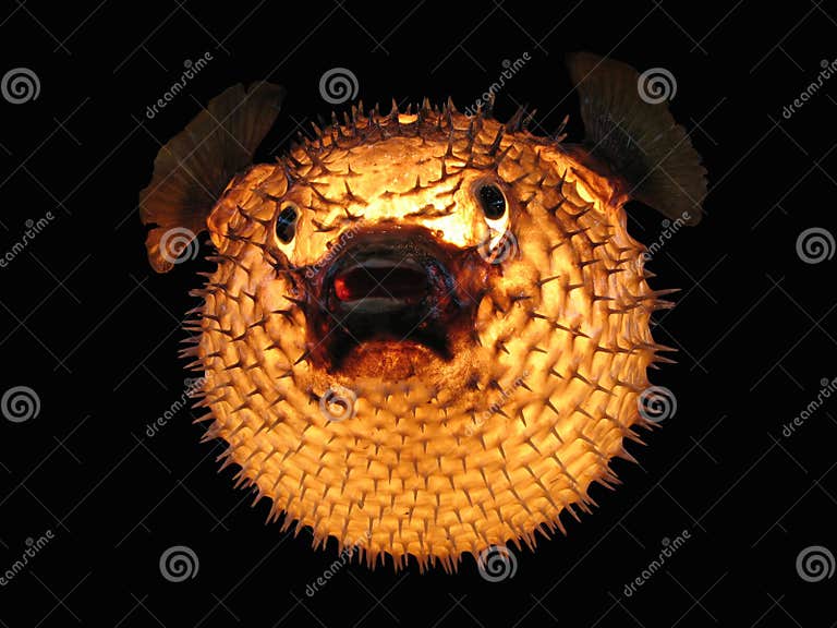 Fish lamp stock photo. Image of quill, tetraodontidae - 1356454