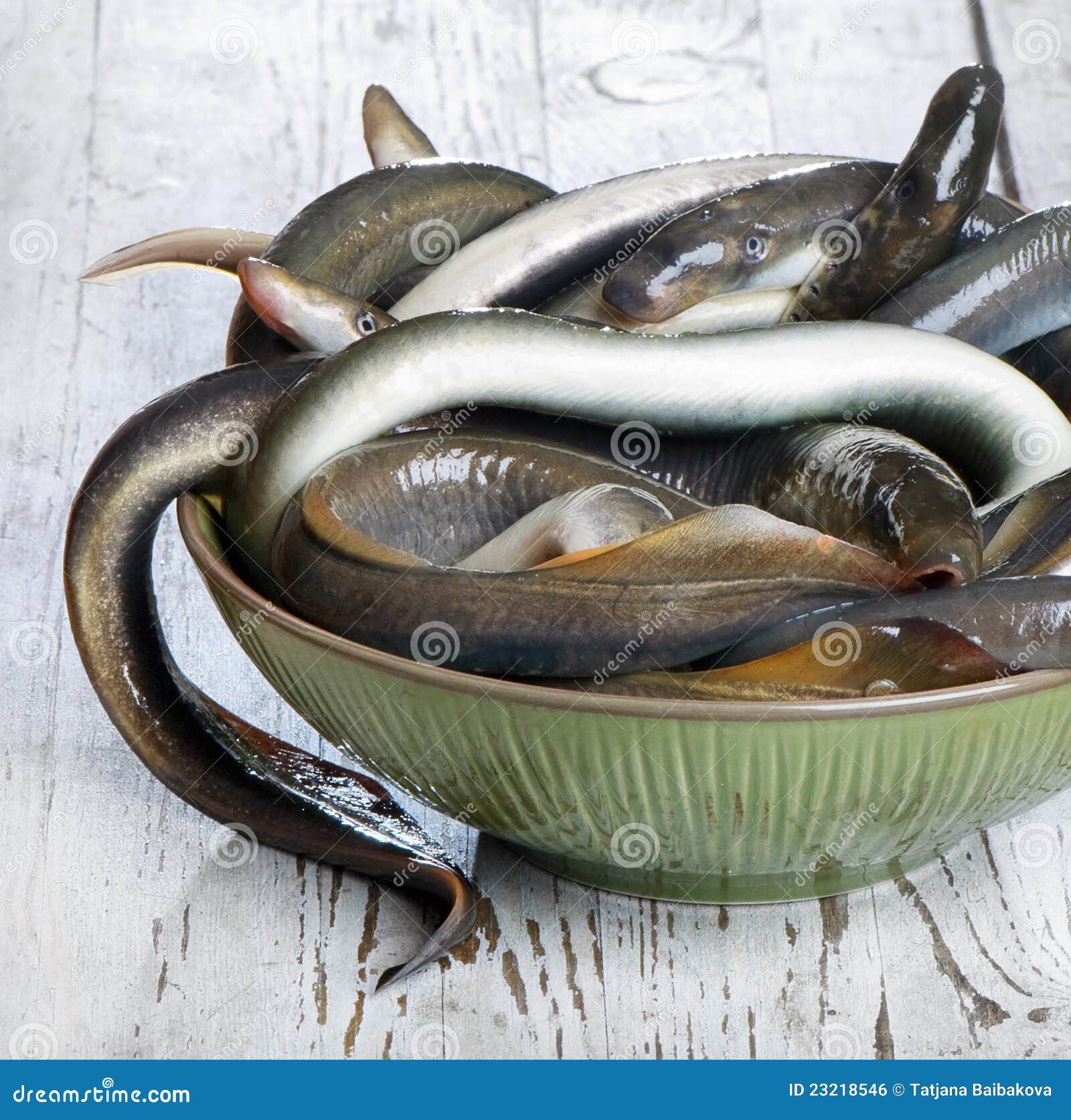 Fish lamprey stock photo. Image of wooden, sucker, animal - 23218546
