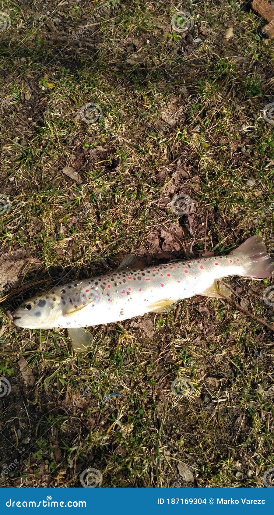 Fish on land stock photo. Image of wildlife, invertebrate - 187169304