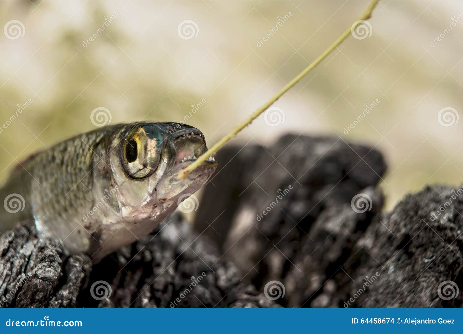 Fish in land stock photo. Image of water, small, tiny - 64458674