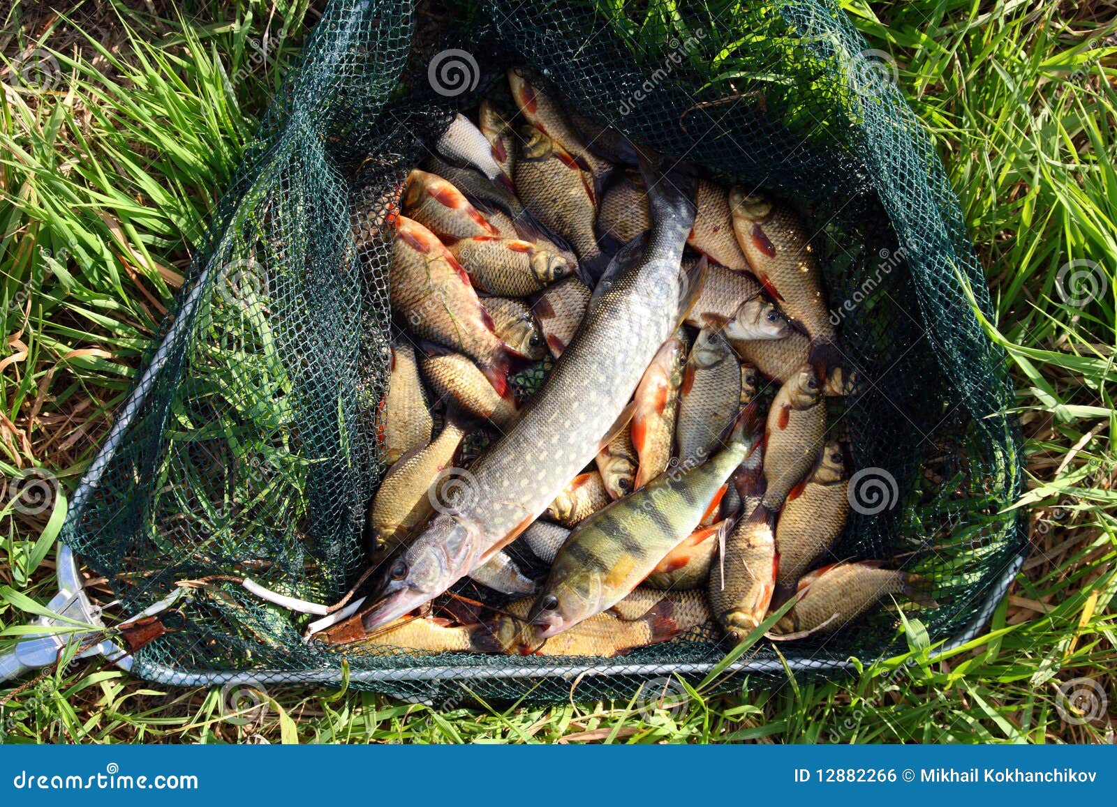 Fish in Landing-net on Grass Stock Photo - Image of equipment, group ...